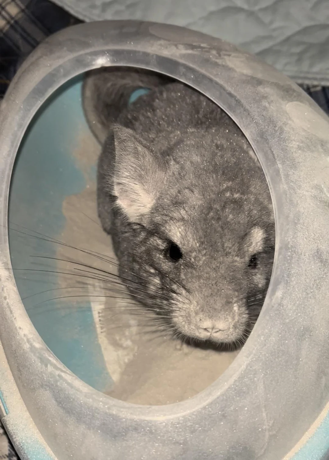 Whenever I stick my whole arm in cage my male chinchilla grabs it to hump it, why is this ...