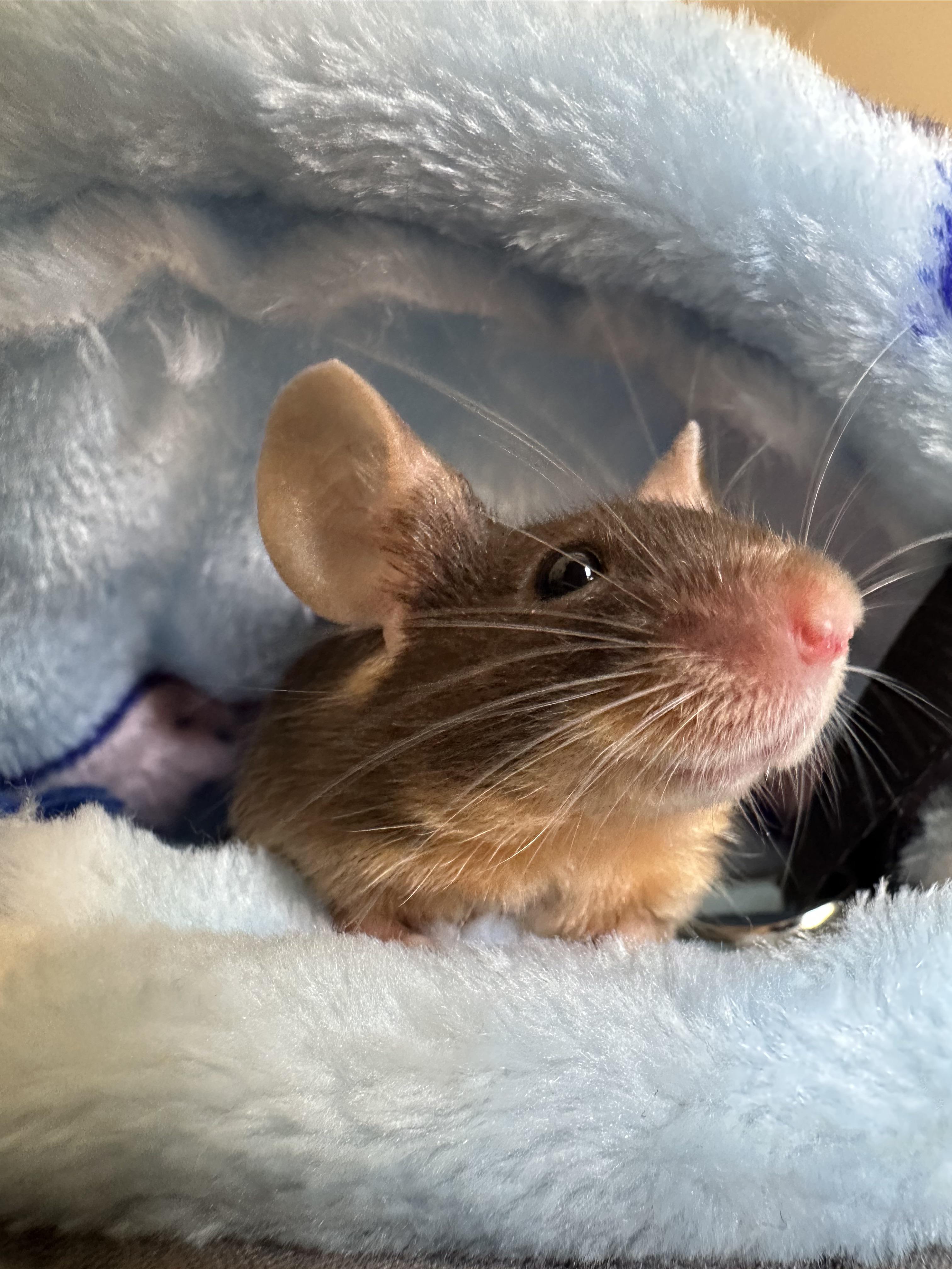 Tips for teaching tricks? | Scrolller