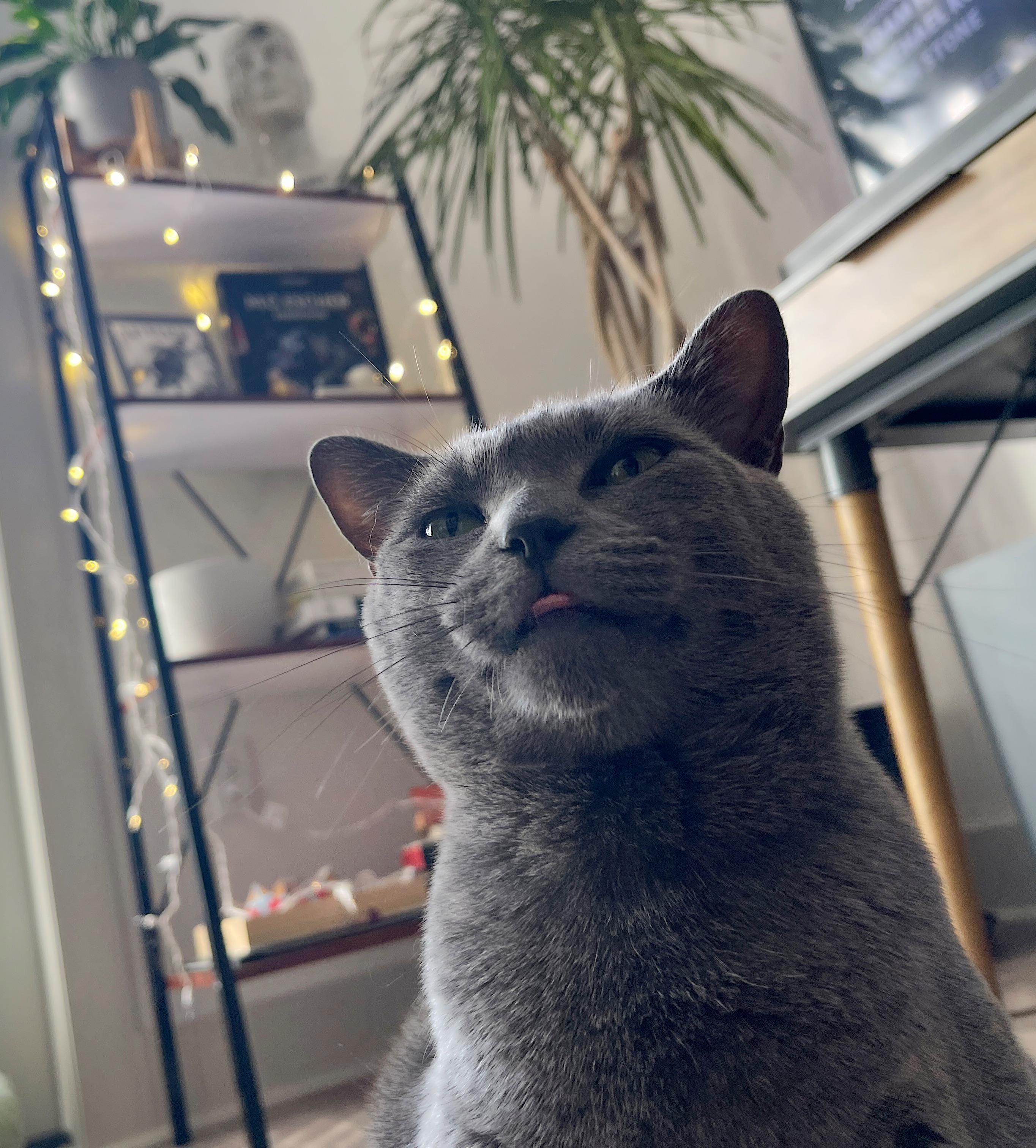 Post nap blep | Scrolller