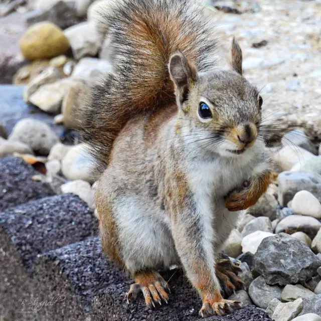 I’m just here for the nuts! | Scrolller