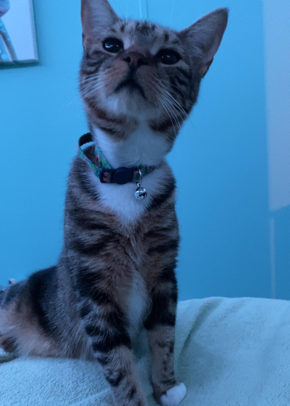 Happy 1st birthday to my little Lily 🩵 | Scrolller