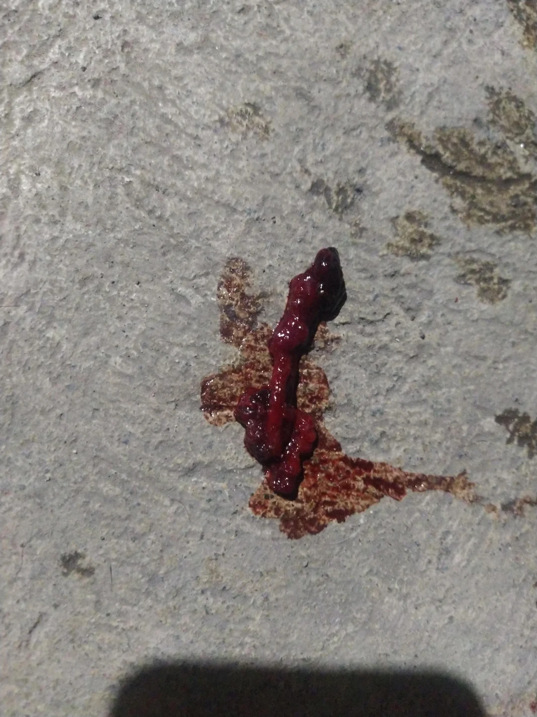 Lab snorted this out from left nostril and is having a nose bleed | Scrolller