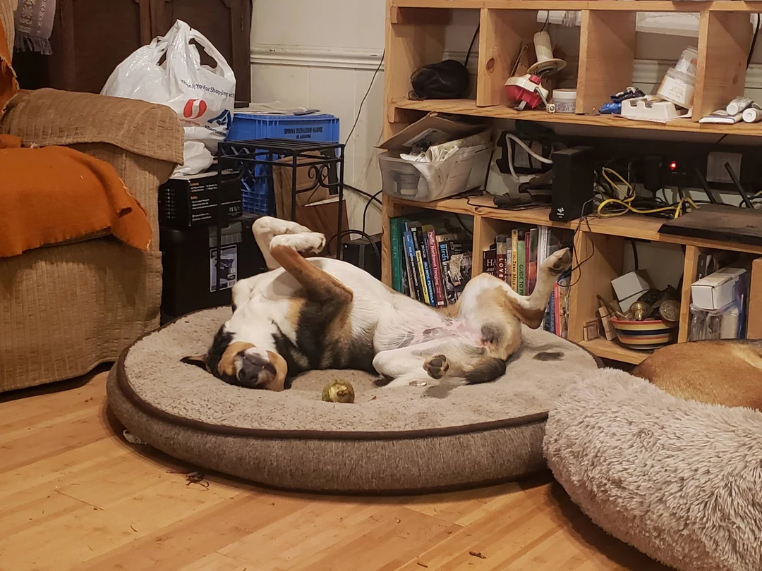 Just a quick nap | Scrolller