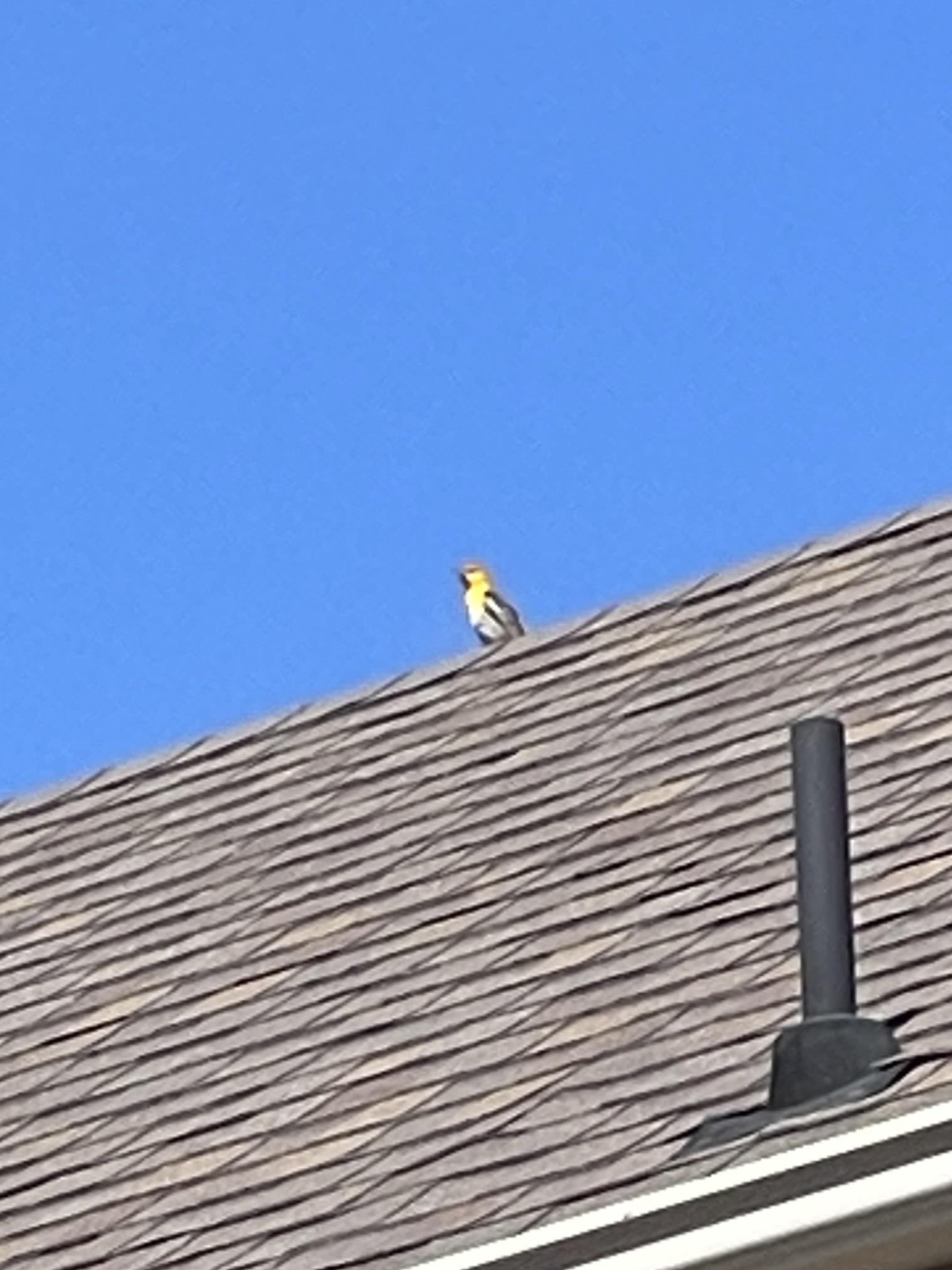 Oriole perched on a roof | Scrolller
