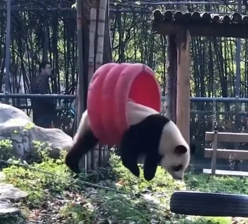 Panda swinging | Scrolller