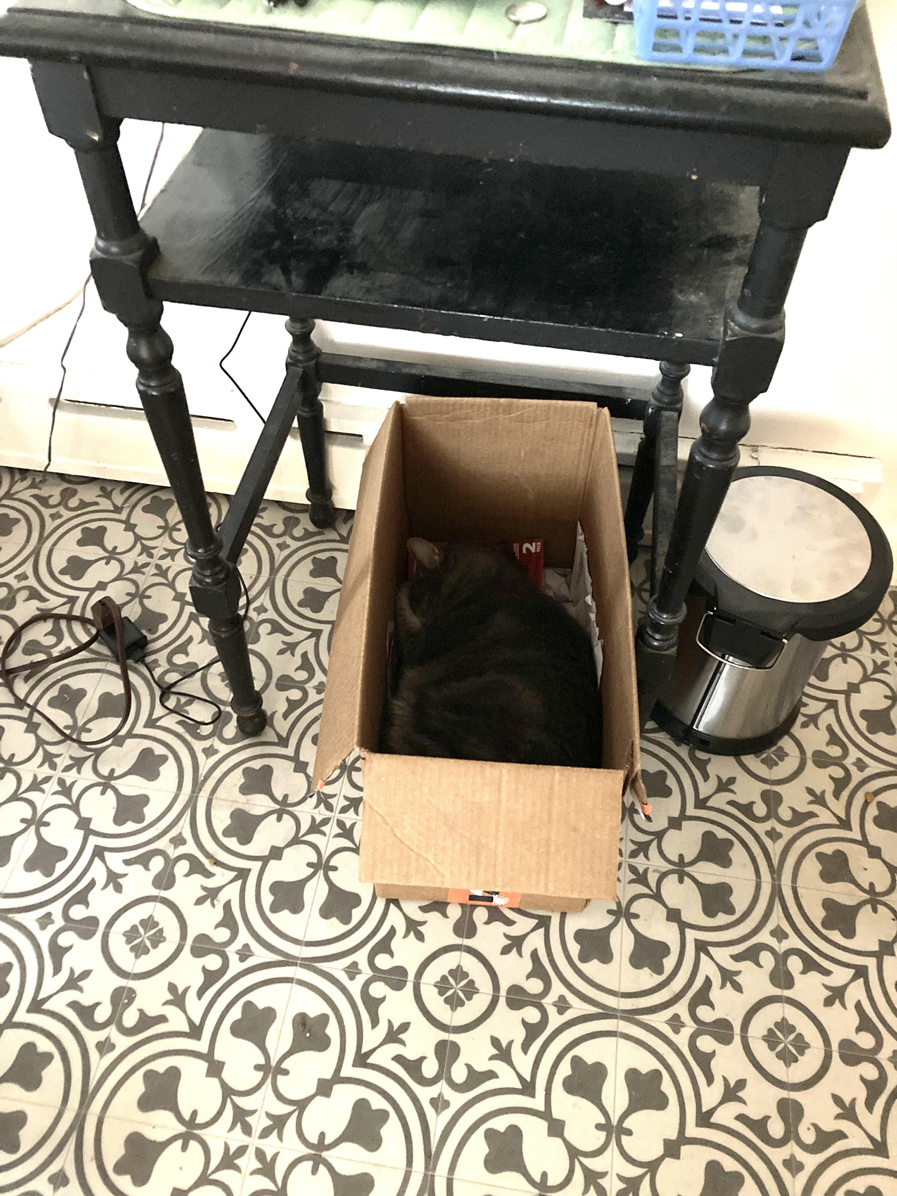 This is the paper recycling box! Trapping her suddenly after six months | Scrolller