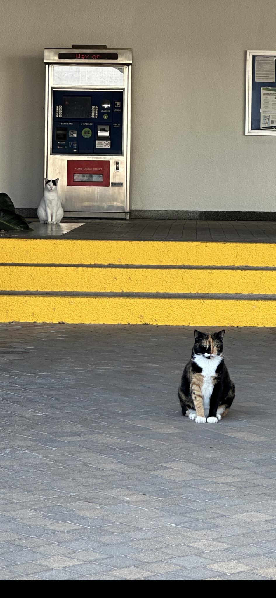 Two cats | Scrolller