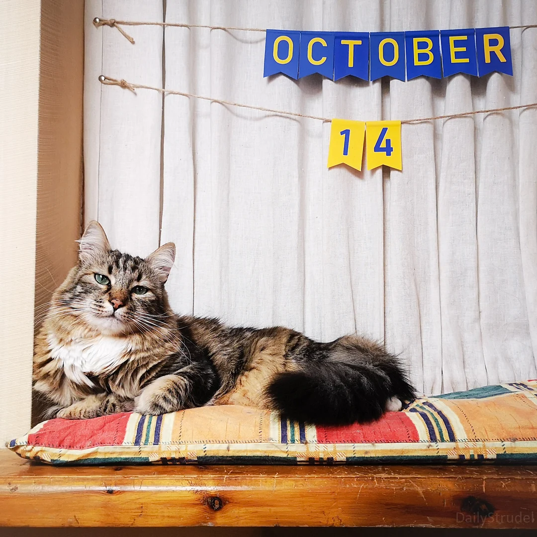 October 14 | Scrolller