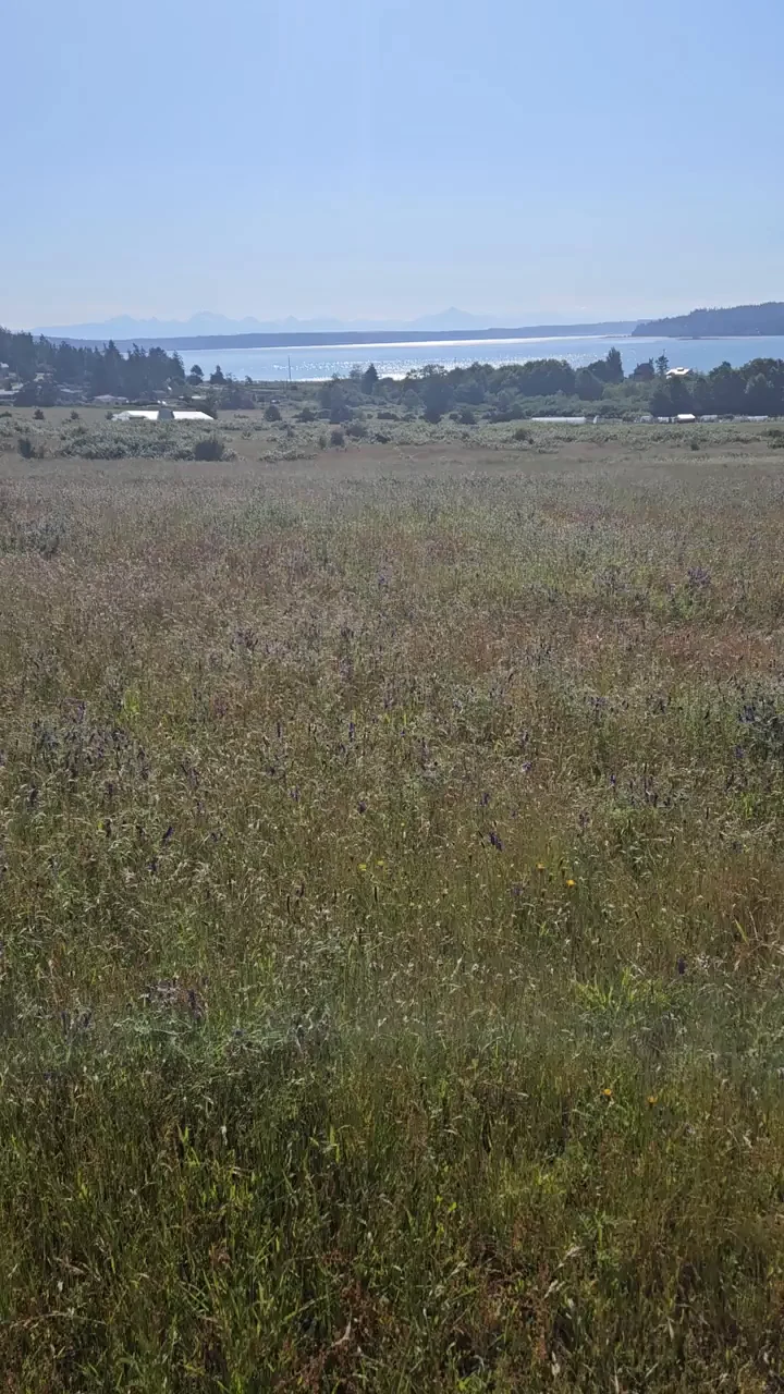 Meadow time | Scrolller