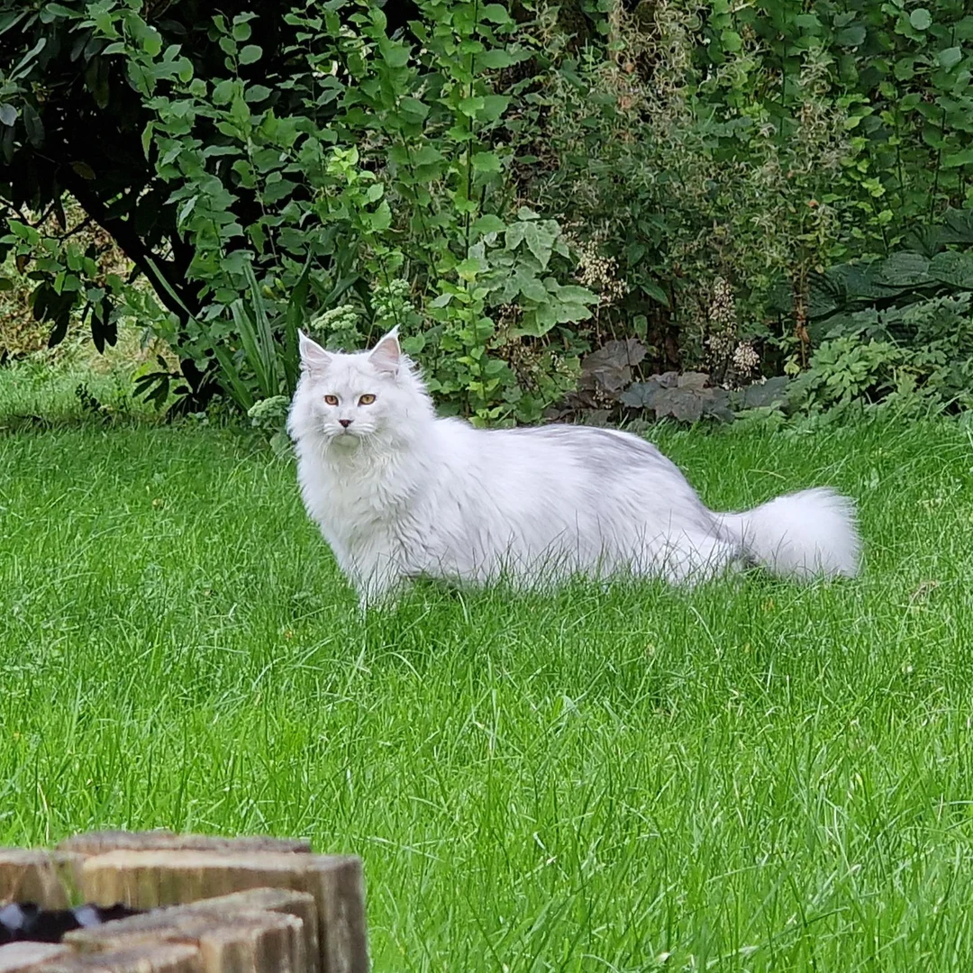 My little cloud Freyja on her first time outdoors | Scrolller