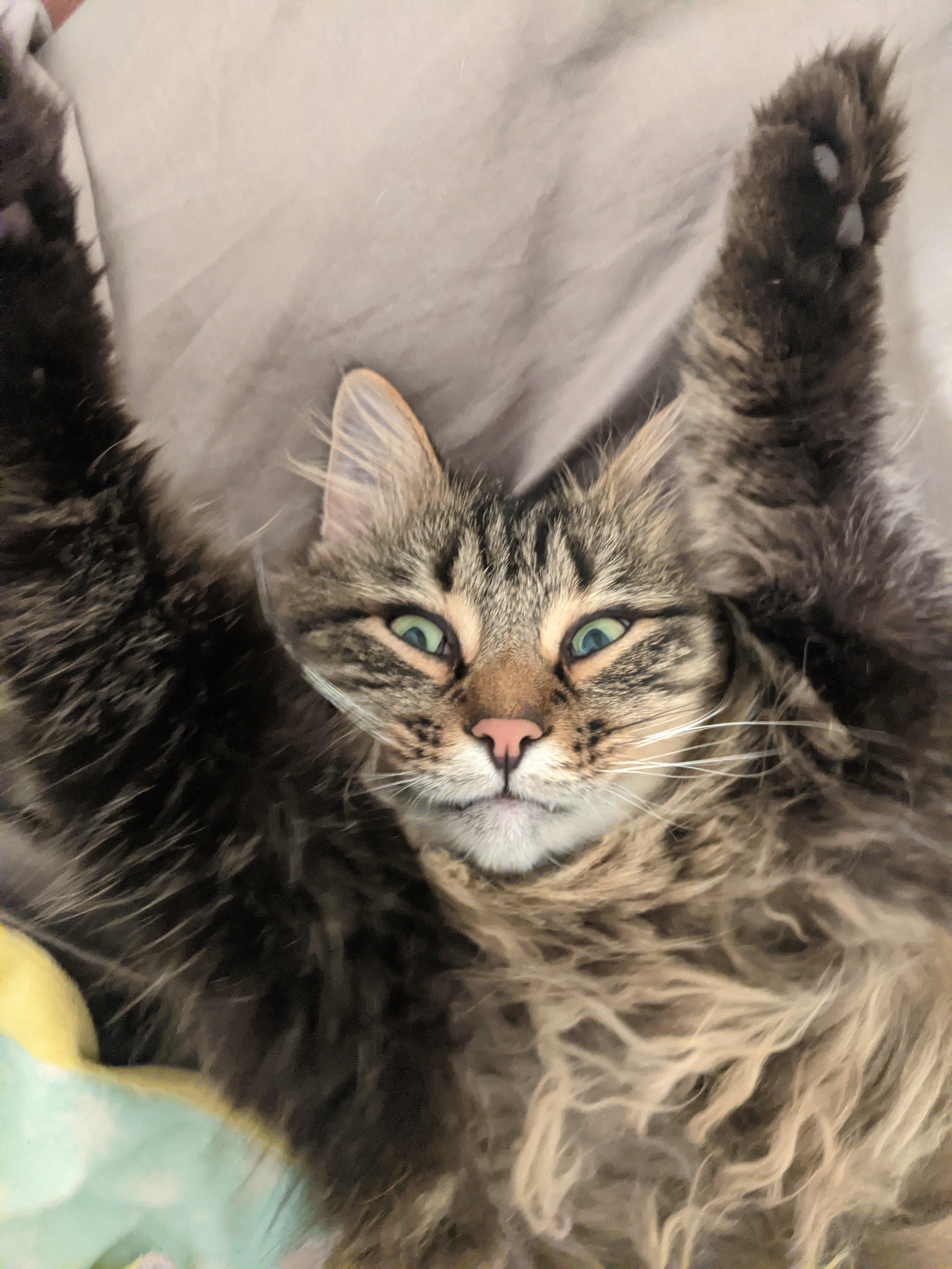 Hello from our floof Artemis!! | Scrolller