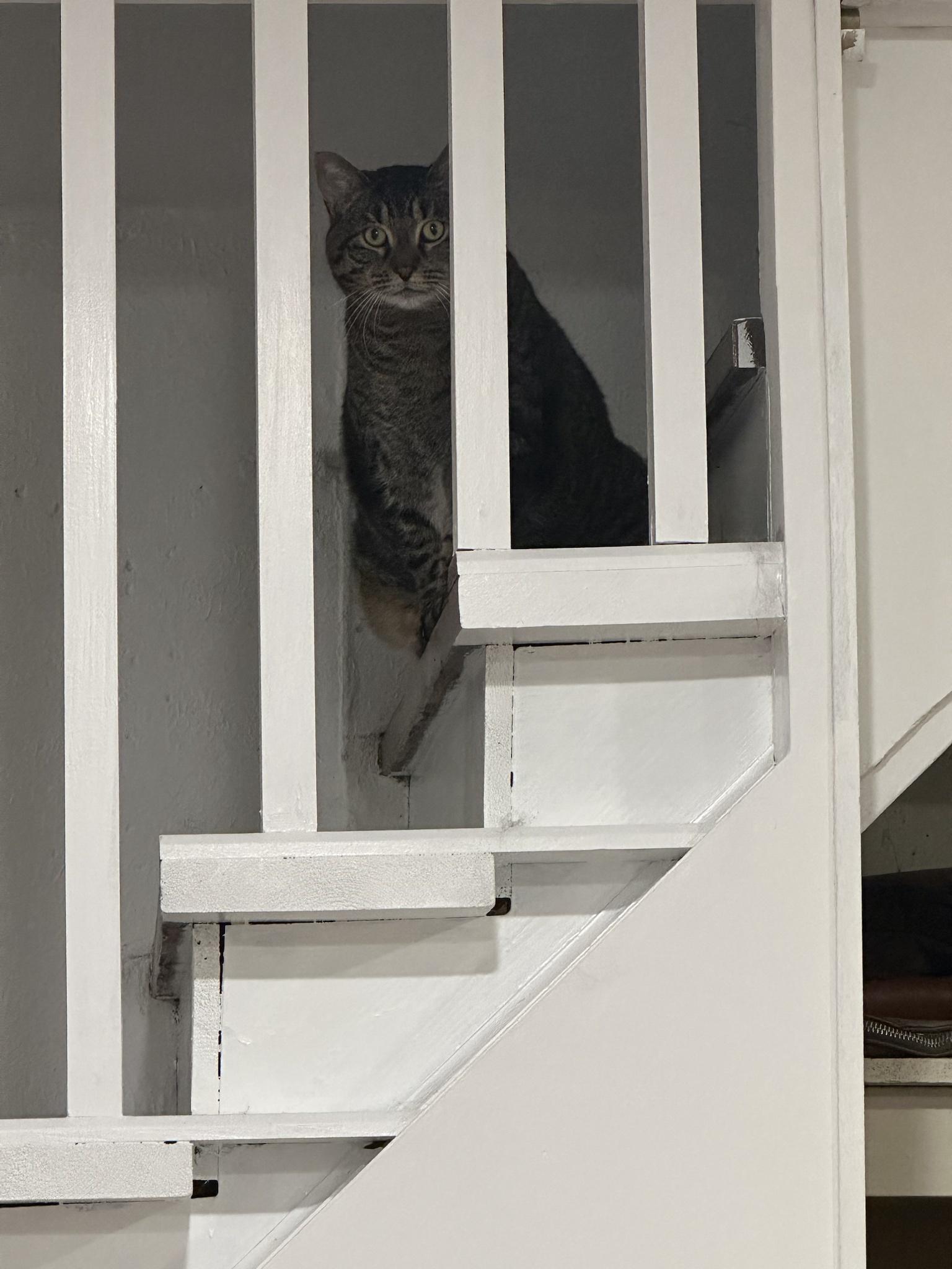 [oc] both cats like the comfy box. baxter won't even come down the stairs when joy is on it. he ...