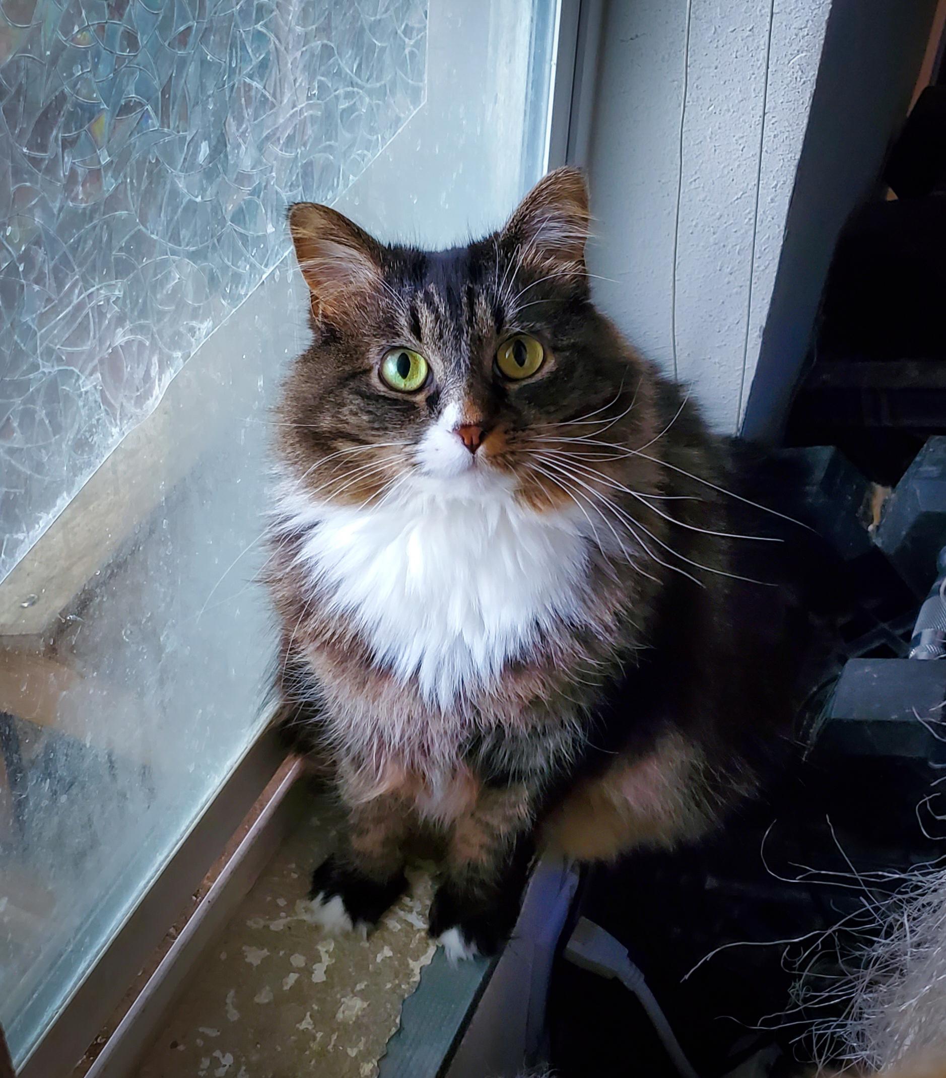 Tiny Jet's floofy coat sure makes her lovely eyes pop! | Scrolller