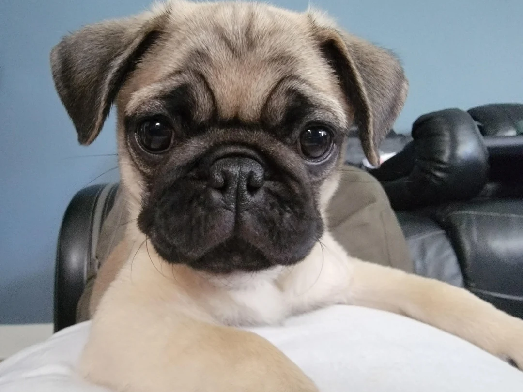 Our little Nugget | Scrolller