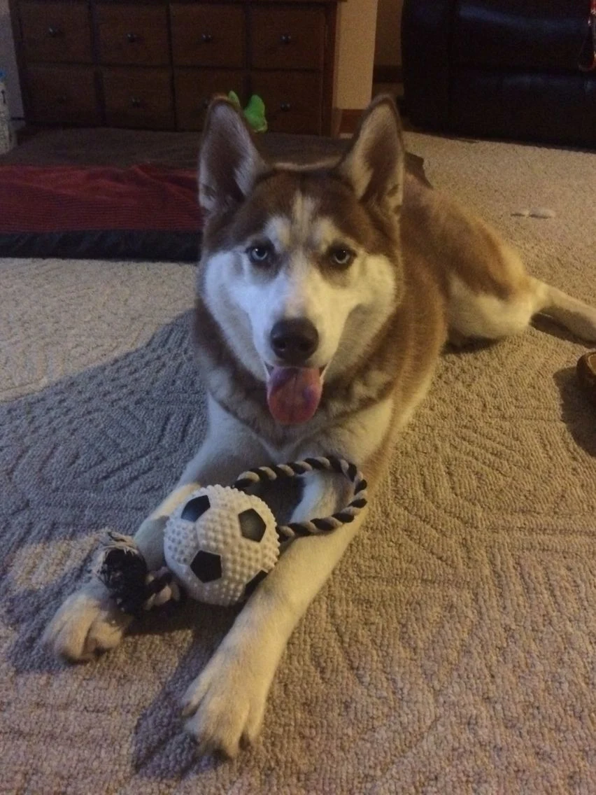 Discover more like Husky: My 2 year old brownie. and Related Content | Scrolller