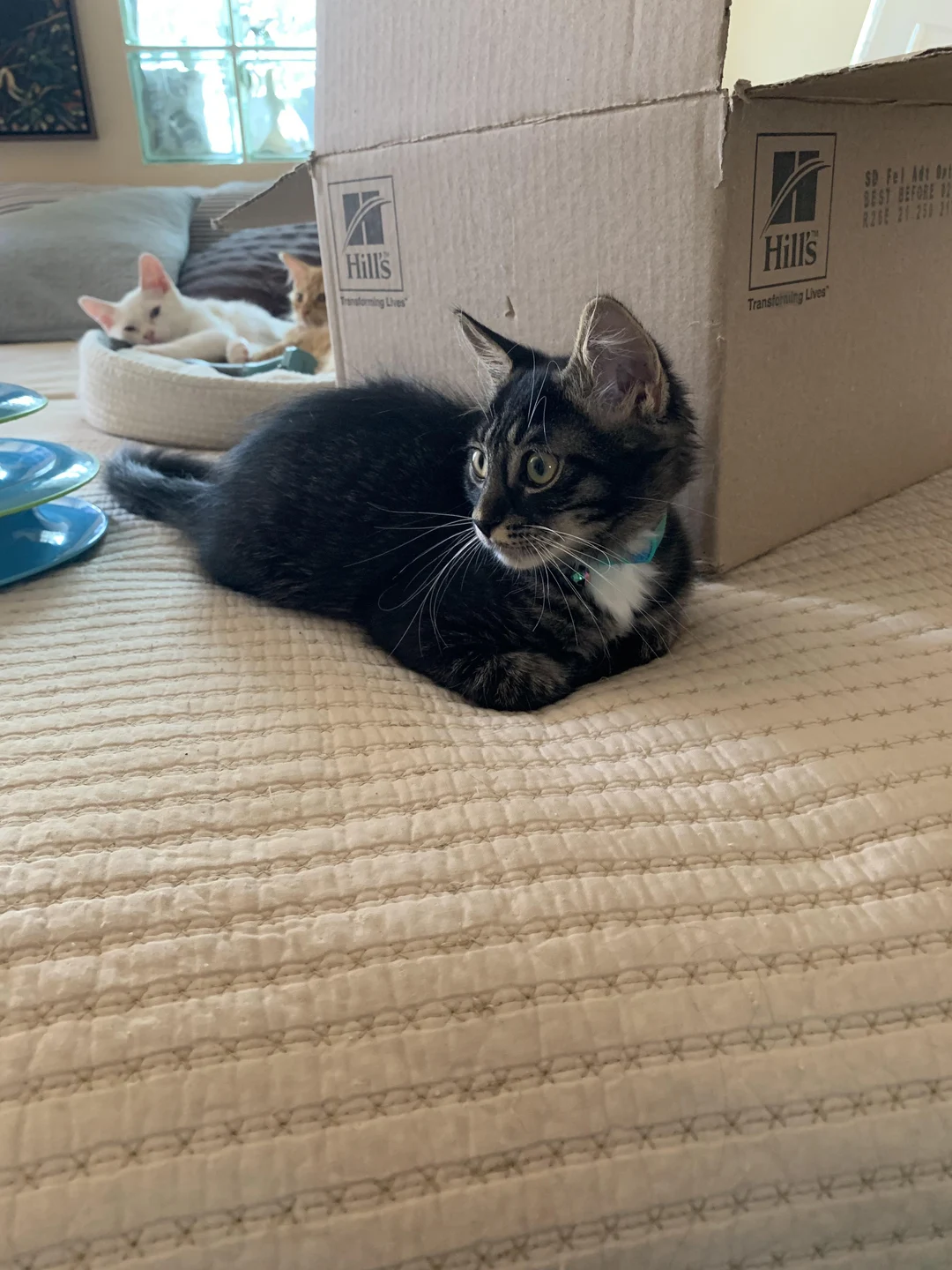 Mini loaf and friends | Scrolller