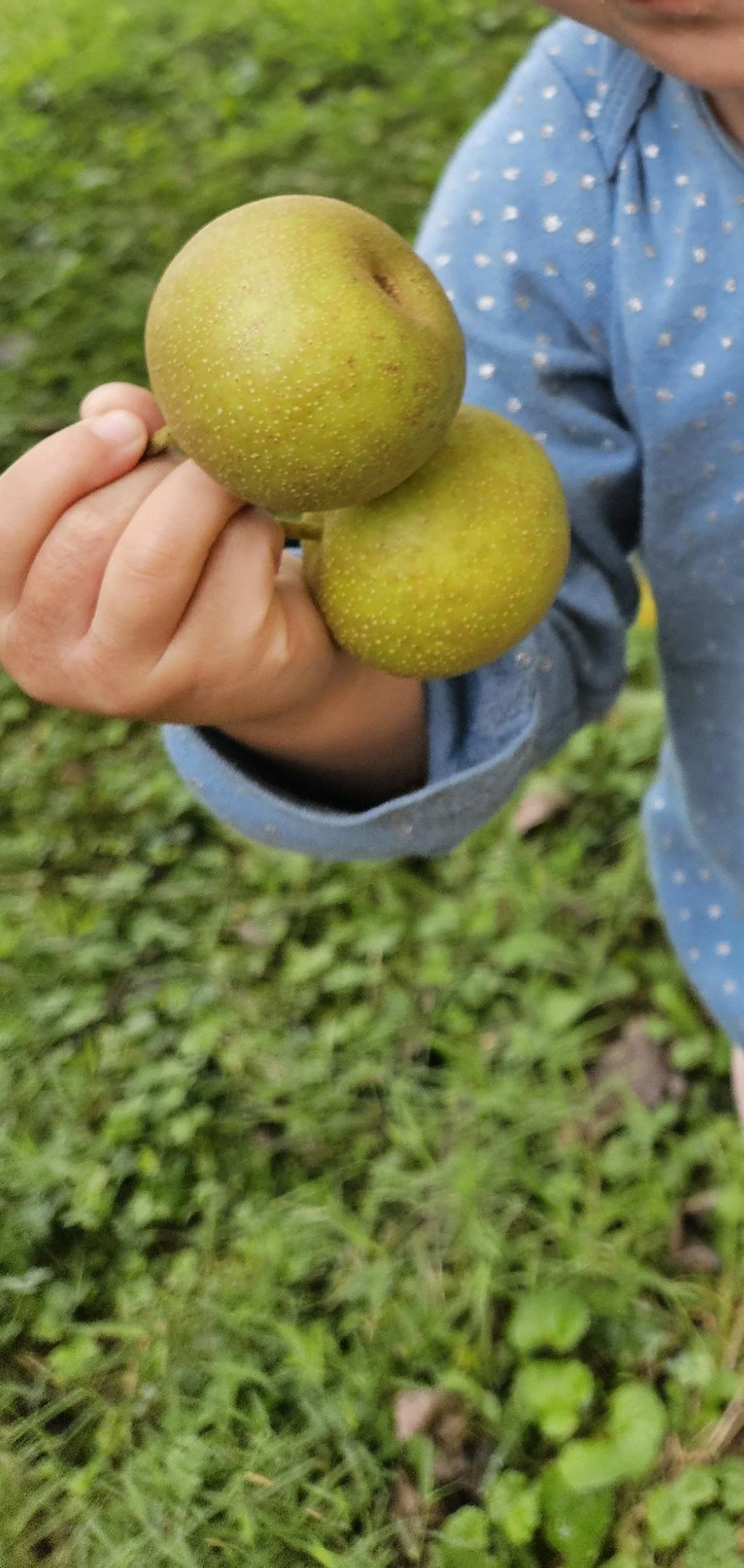 Growing in my neighbors yard | Scrolller