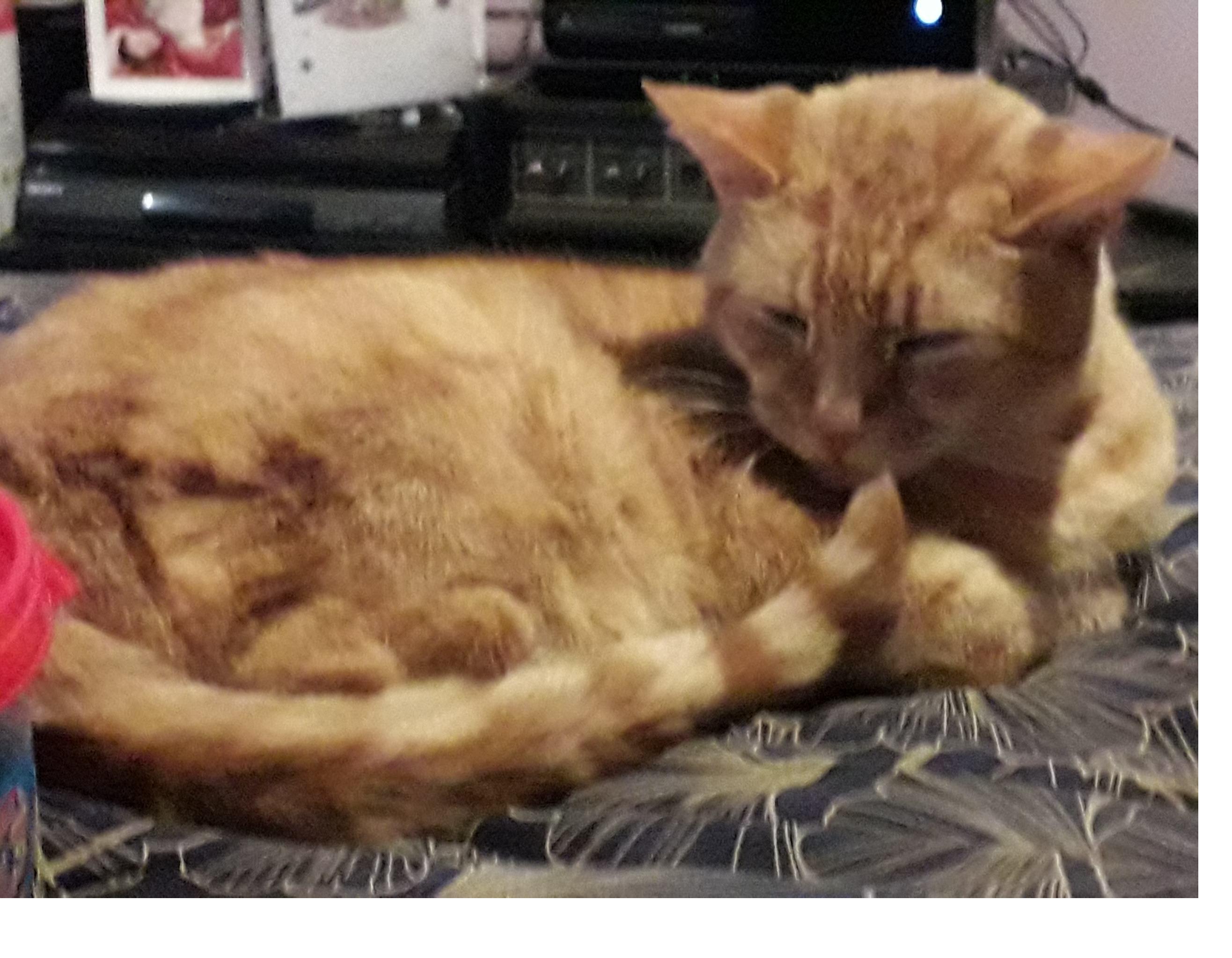 Garfield 17 and going strong! | Scrolller