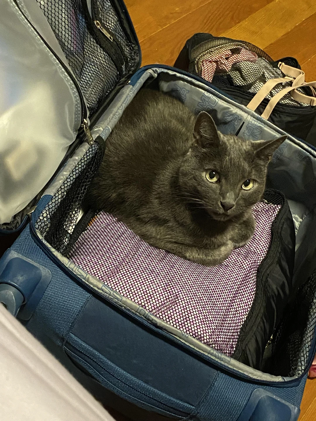 The “please don’t go on this trip and leave me again” loaf :( | Scrolller