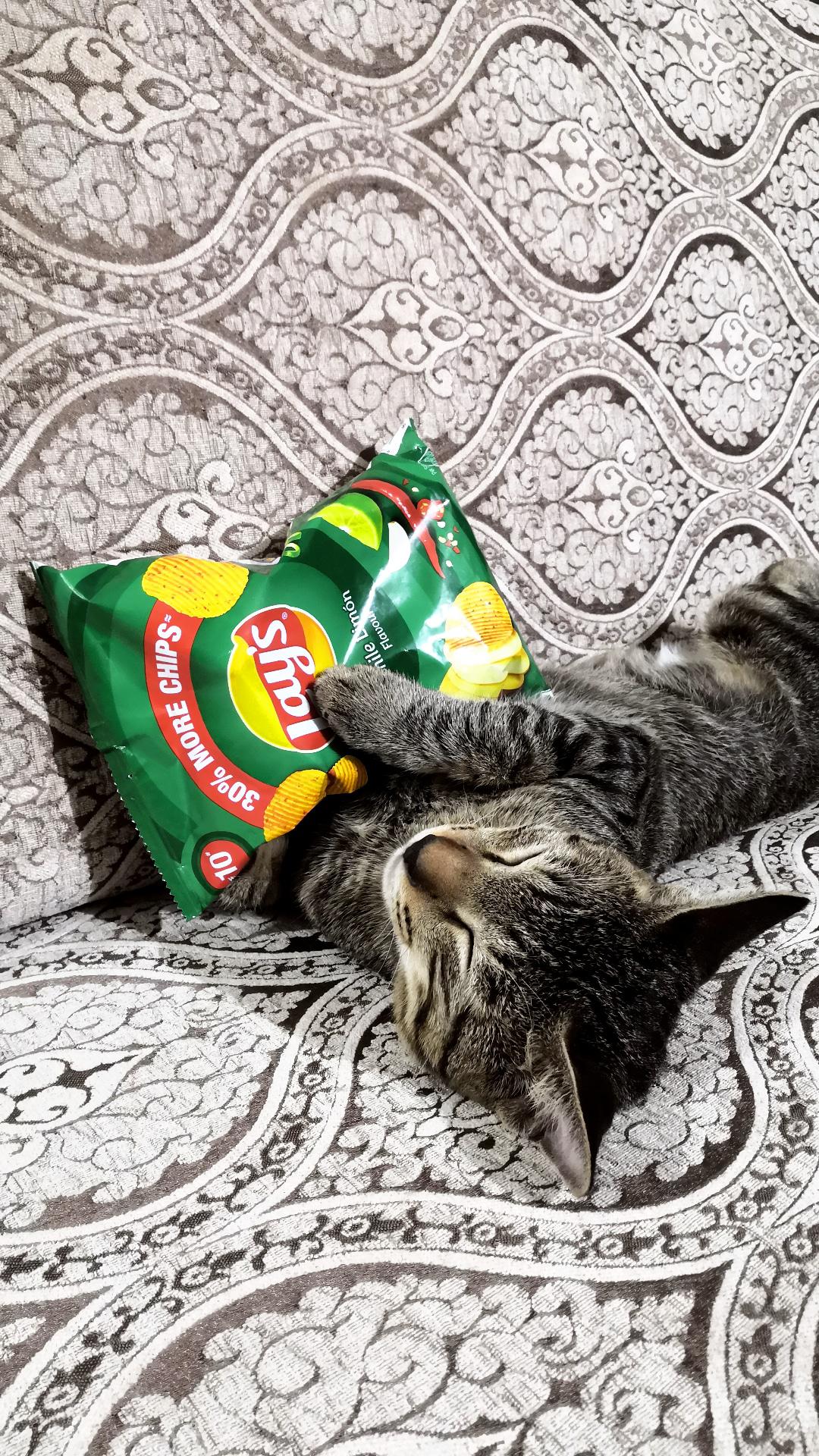 Discover more like Catpics: Nap snack and Related Content | Scrolller