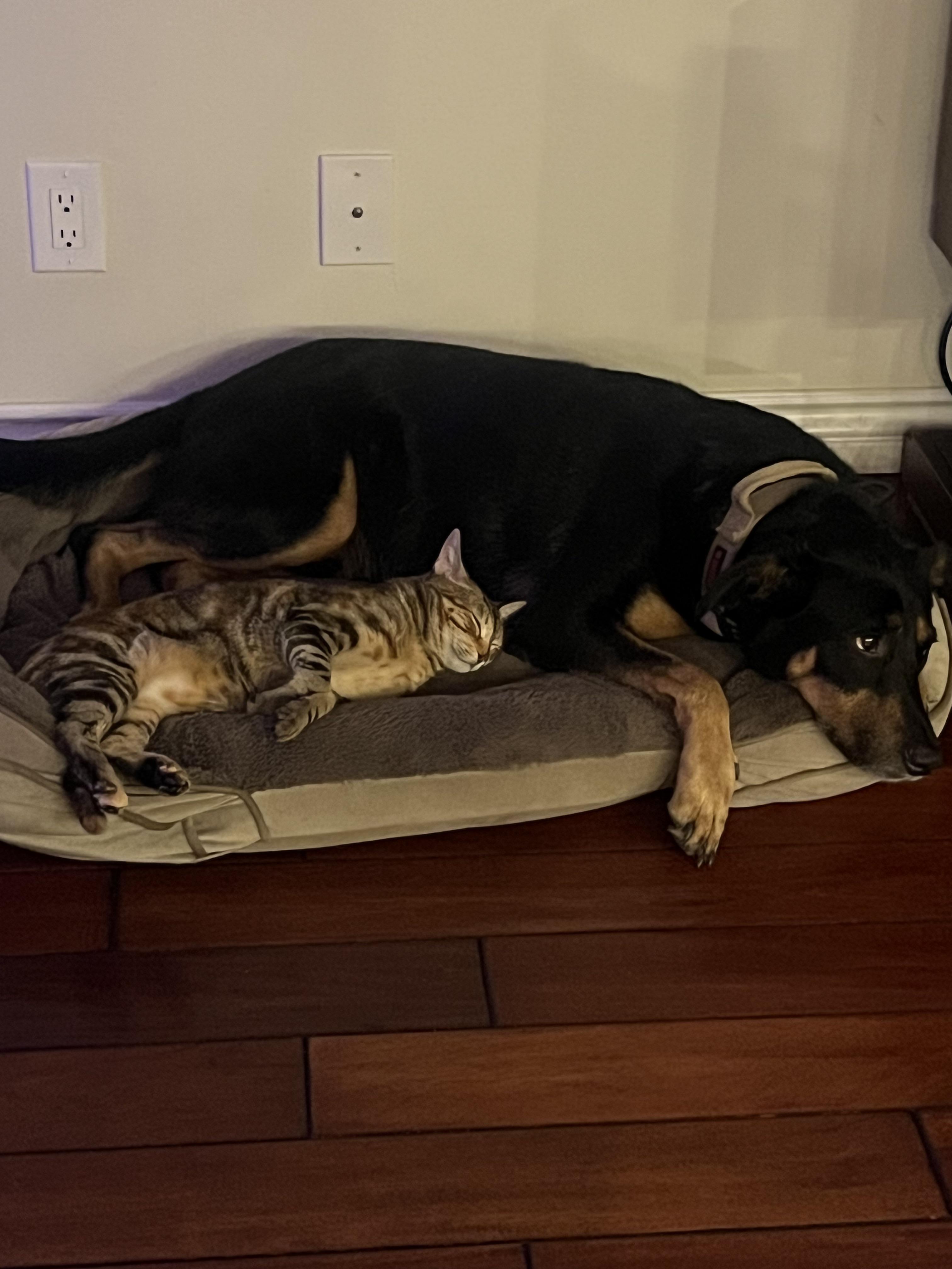 Apollo and Mary | Scrolller