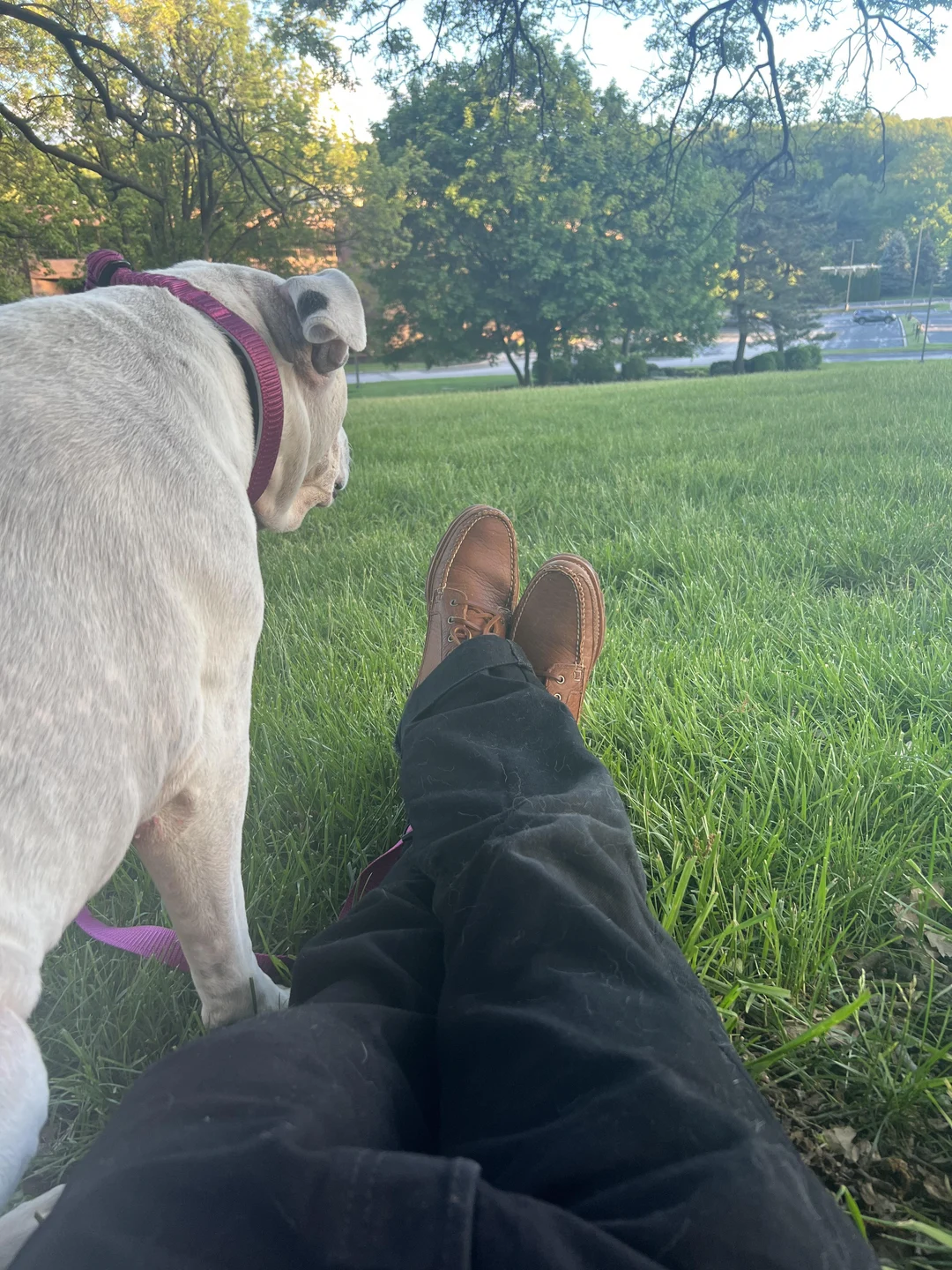 Rancourt Harrison’s in bison. | Scrolller