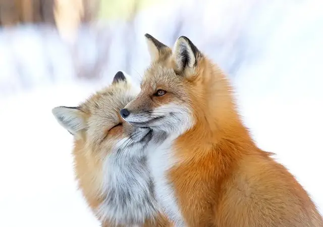 Foxy affection | Scrolller