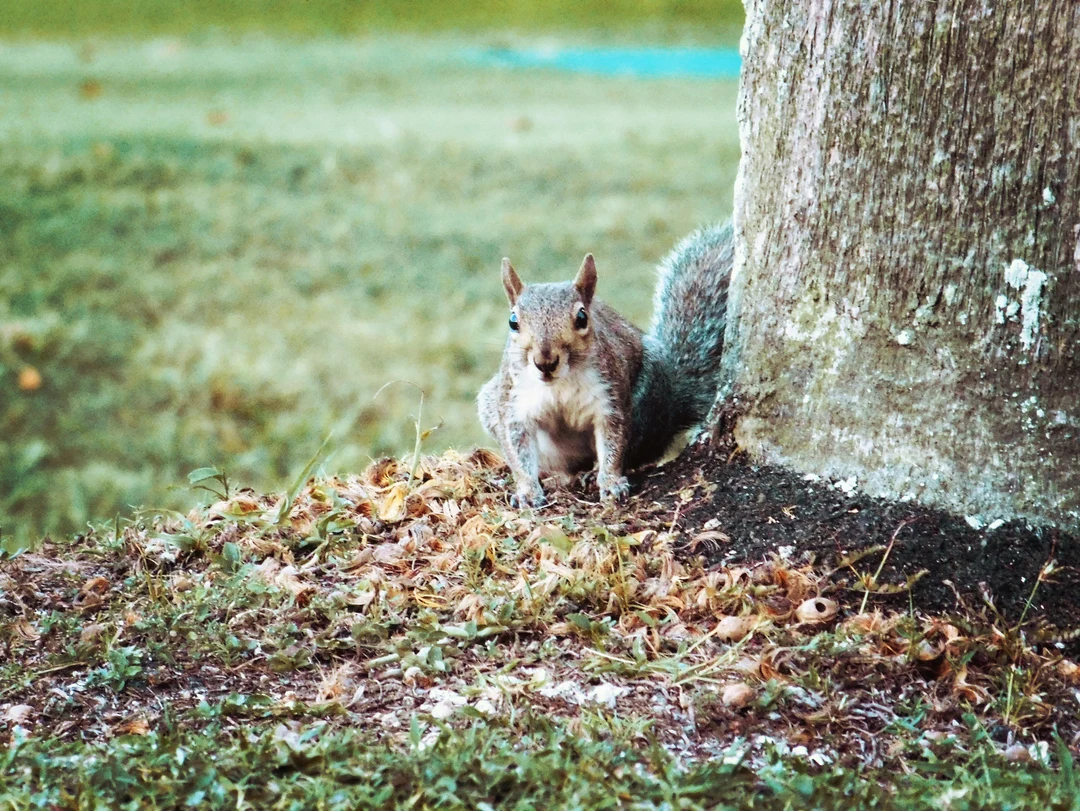 Cute squirrel posing | Scrolller