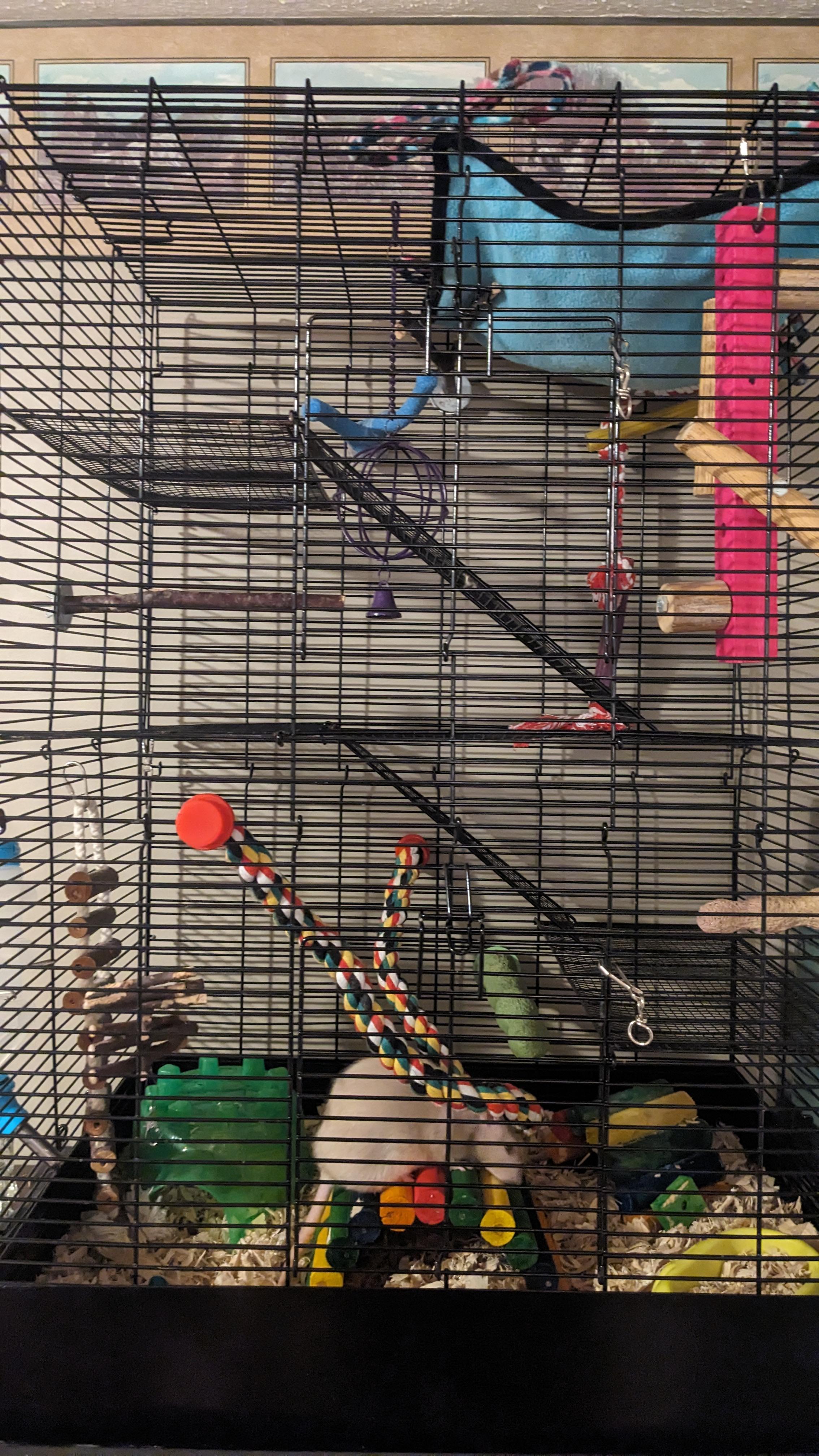 Updated my rat's cage, any advice? | Scrolller