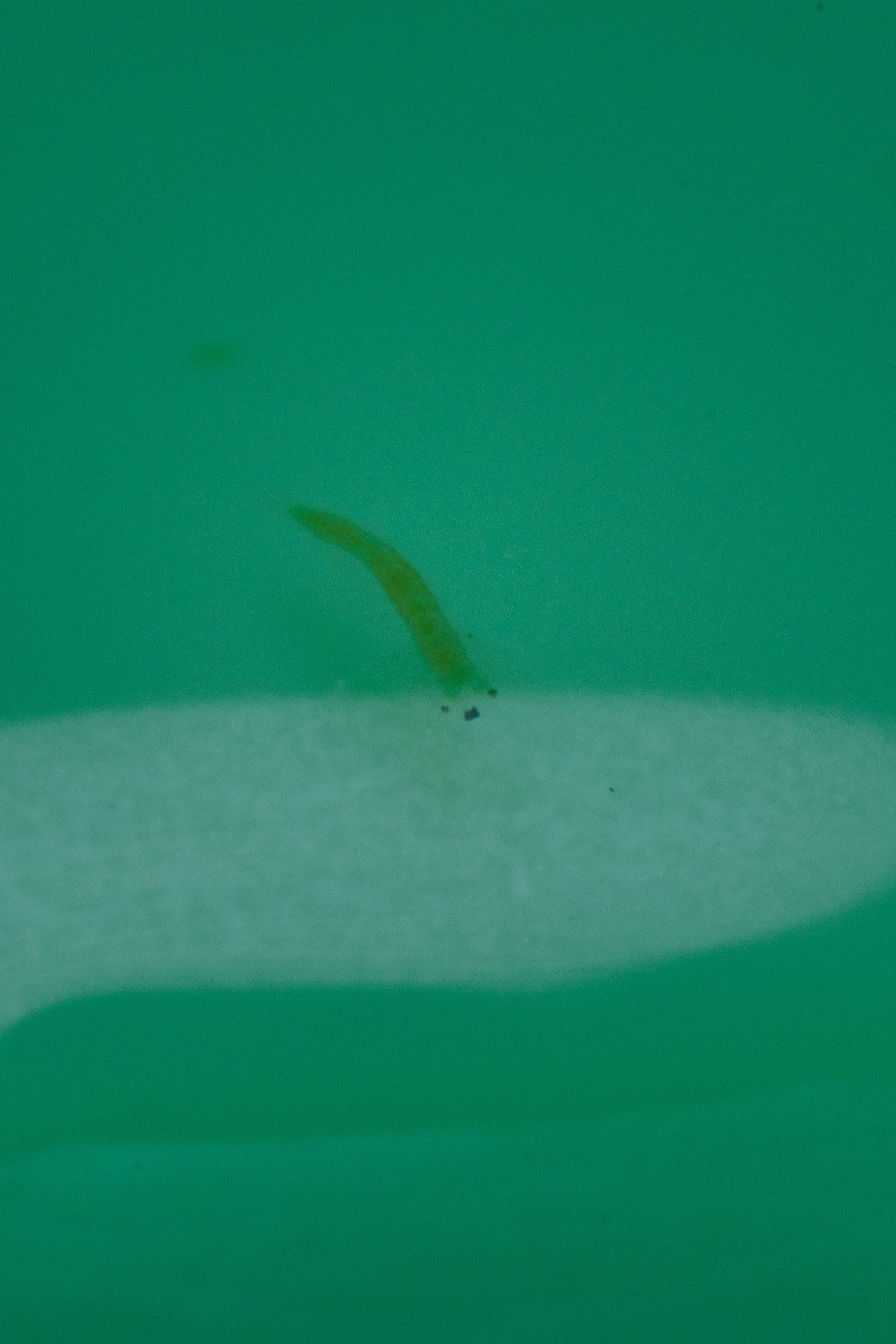 Sea monkey | Scrolller