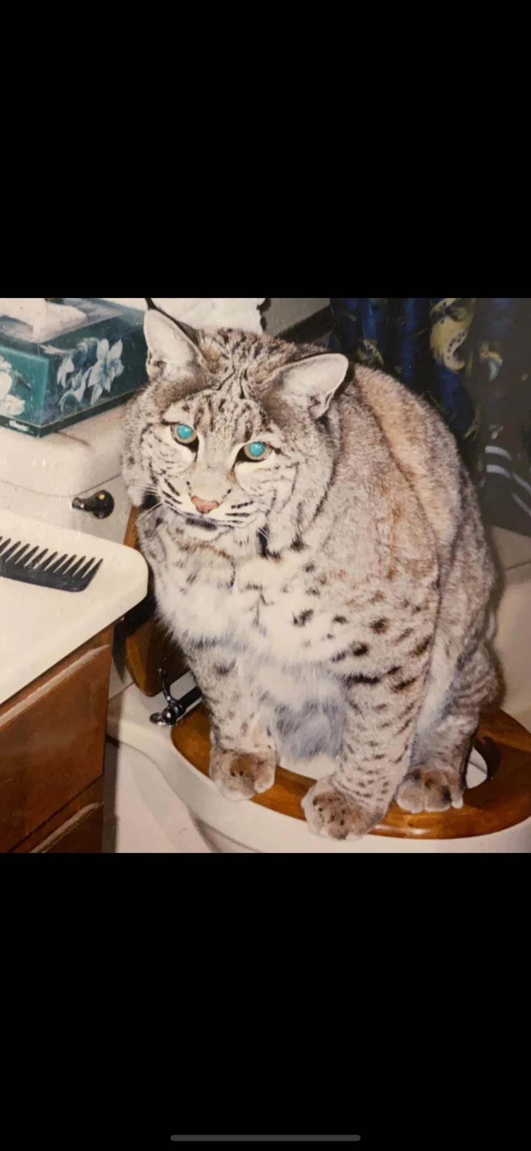 A house trained Bobcat. | Scrolller