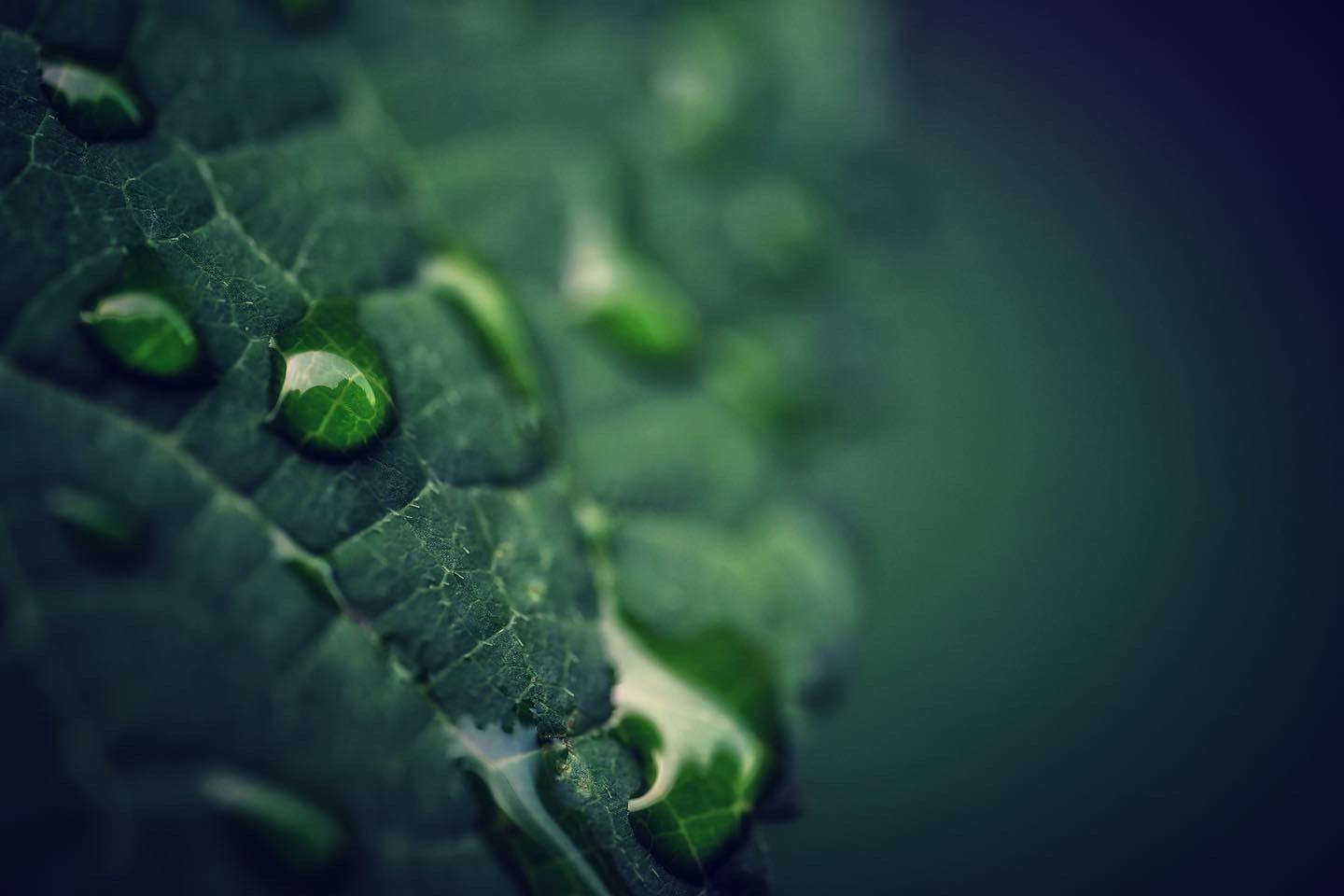 Some rain on leaf | Scrolller