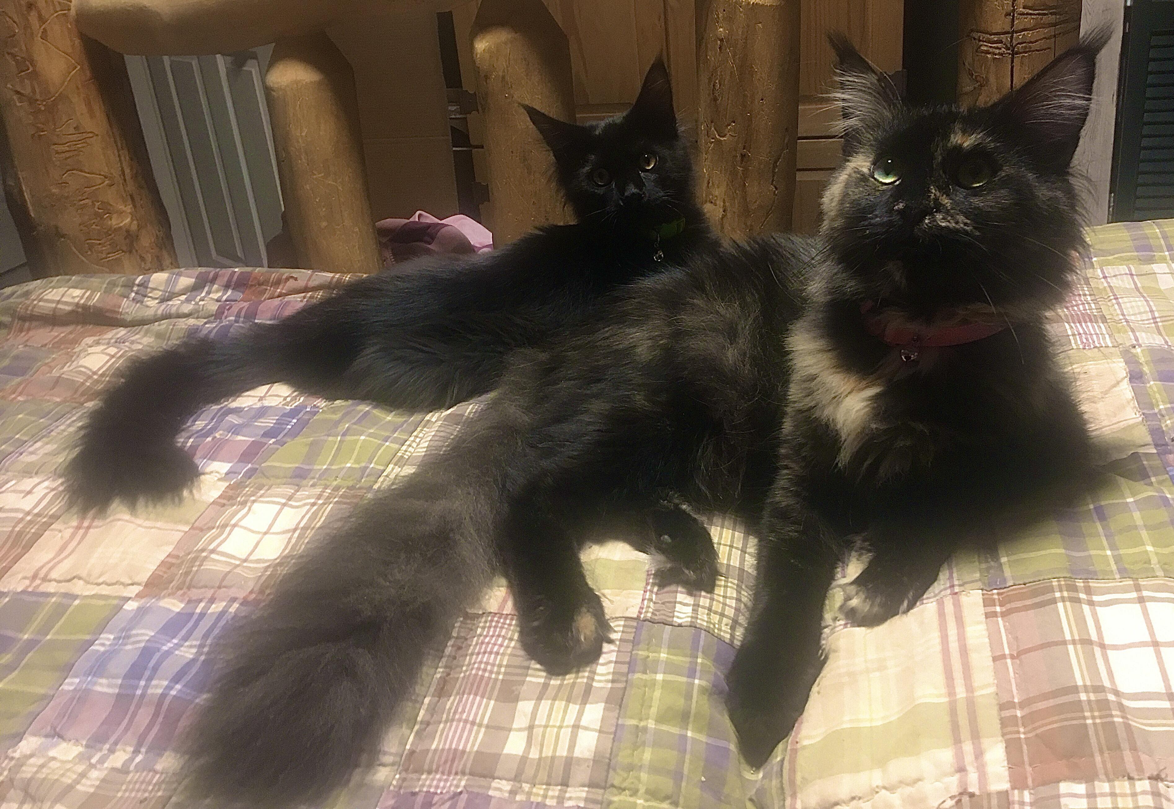 Just showing of their fluffy tails | Scrolller