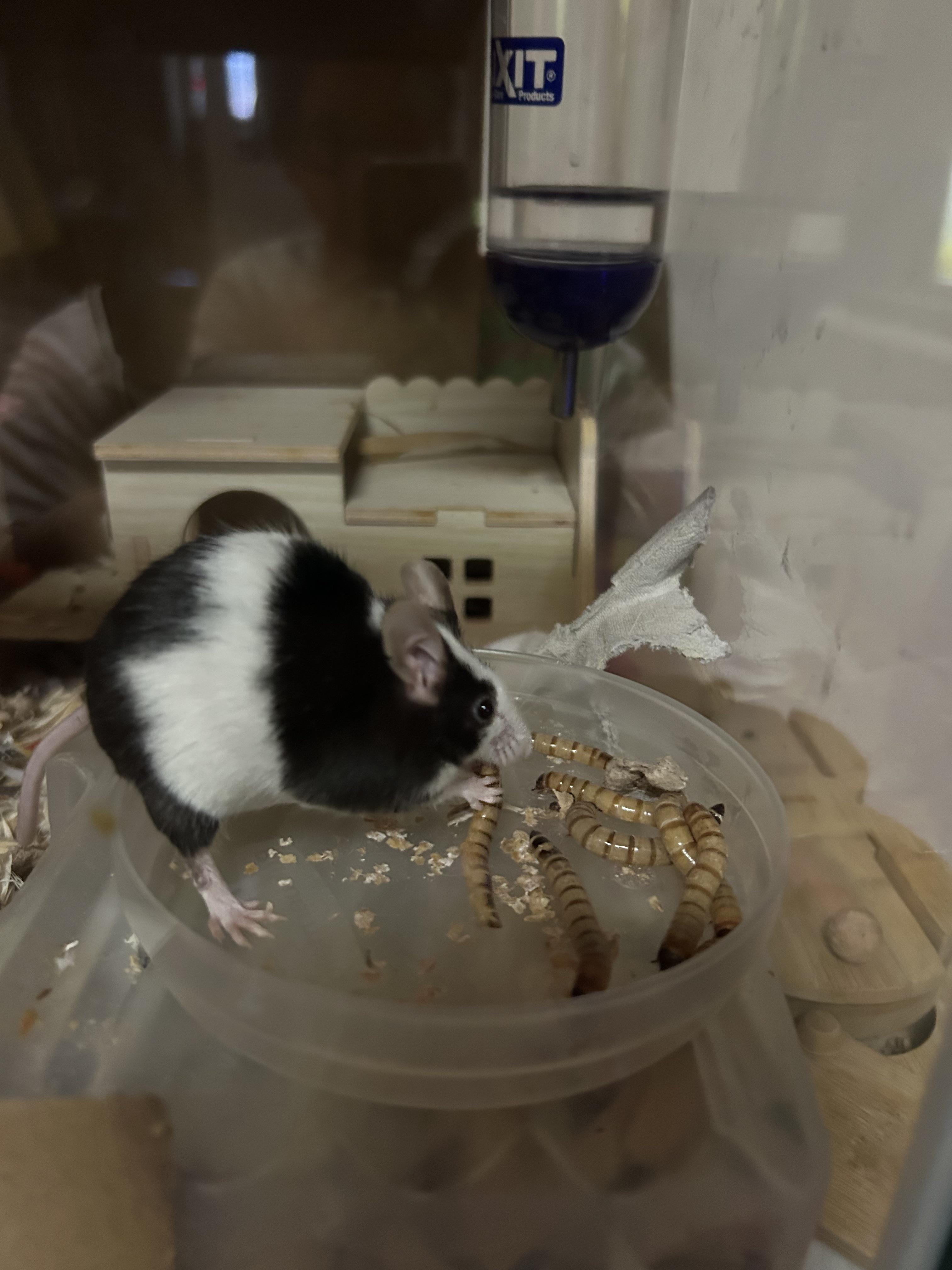 Zero getting her carnivore on | Scrolller