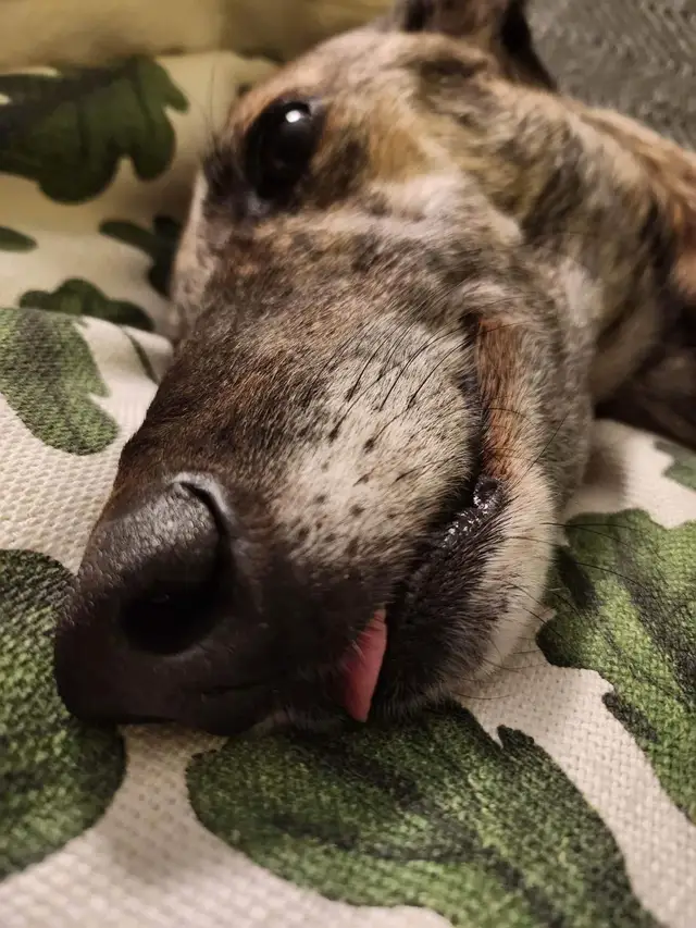 Discover more like Greyhounds: Flora’s first ToT and Related Content | Scrolller