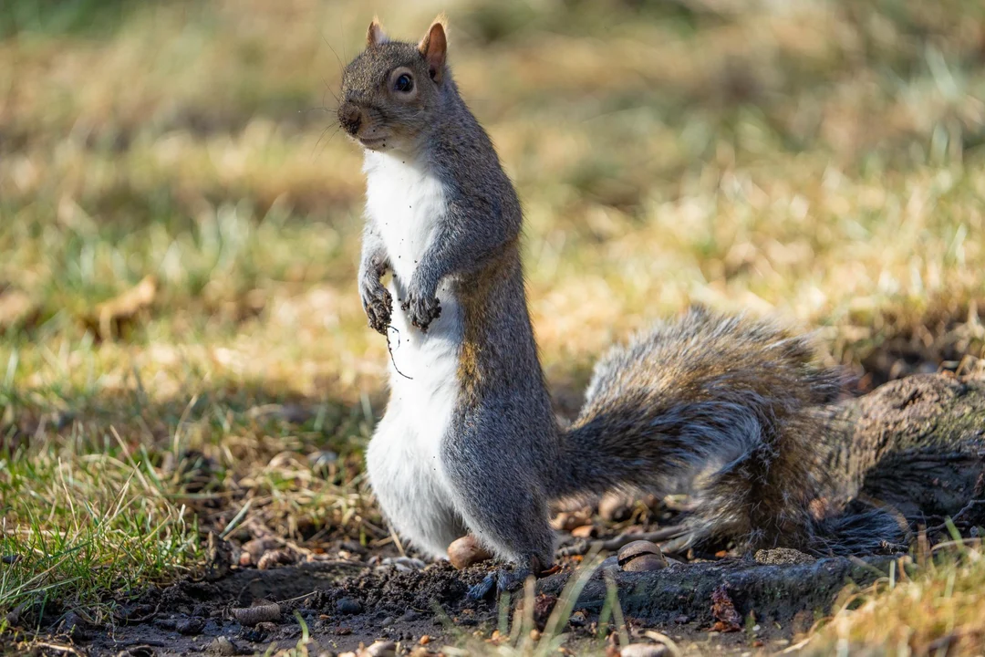 Cute lil squirrel has been doing some digging | Scrolller