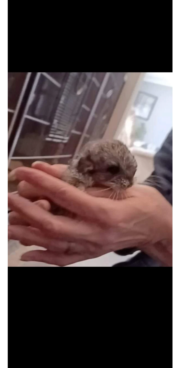 Meet Nugget | Scrolller