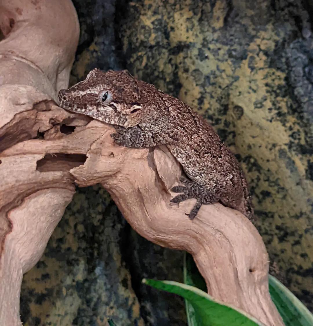 Meet Midna, a spicy gargoyle | Scrolller