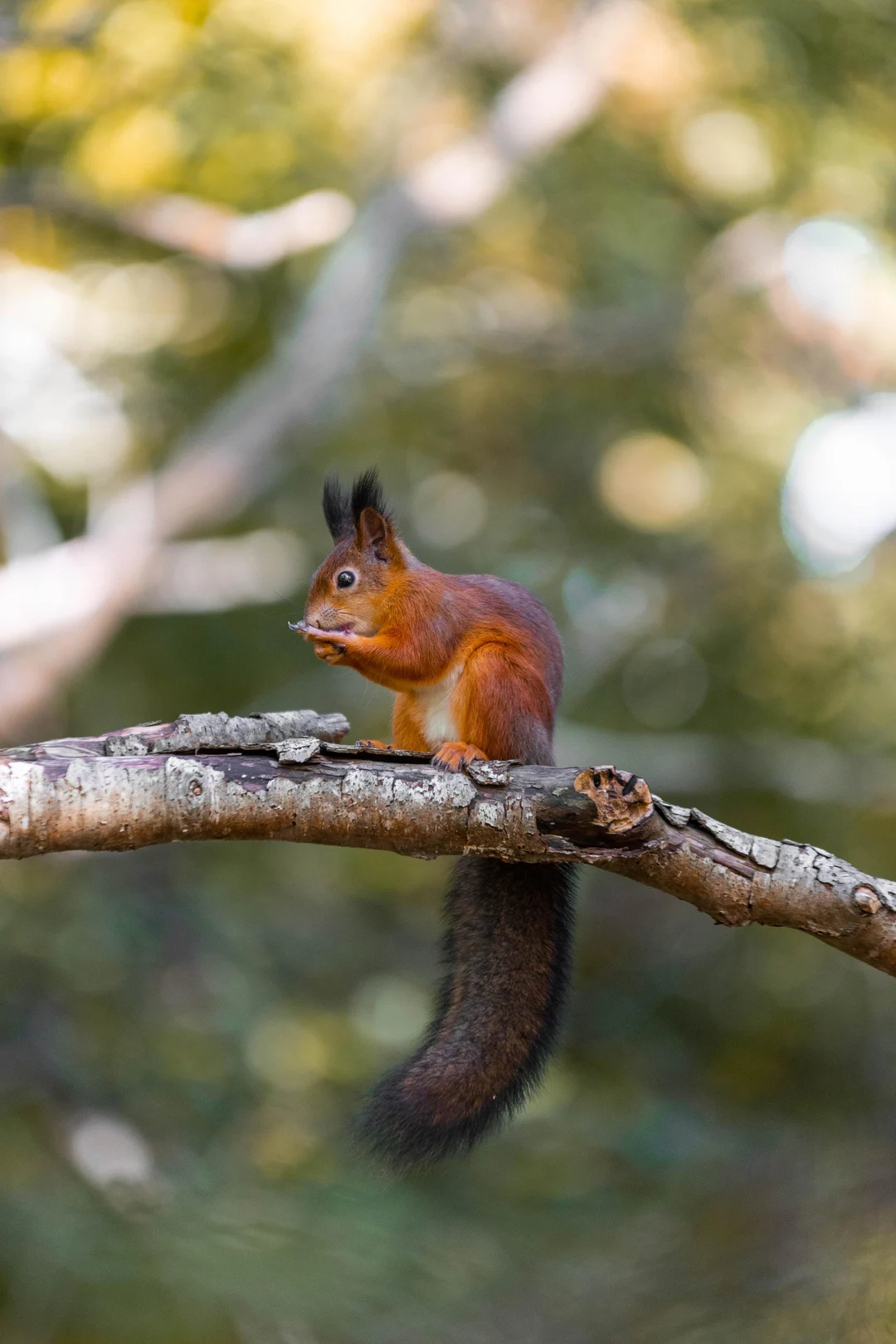 I made this picture of a beautiful red squirrel I spotted in the forests of Finland! | Scrolller