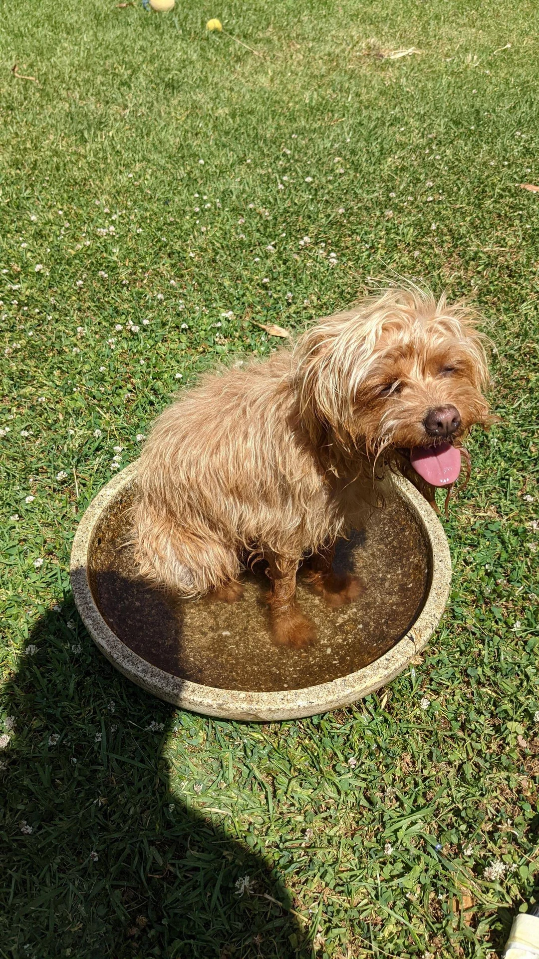 I think my dog might be melting... | Scrolller