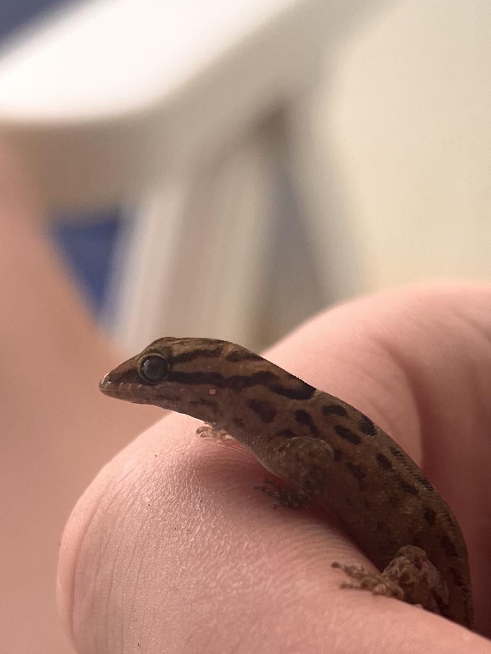 Hanging out with an Aruba day gecko | Scrolller