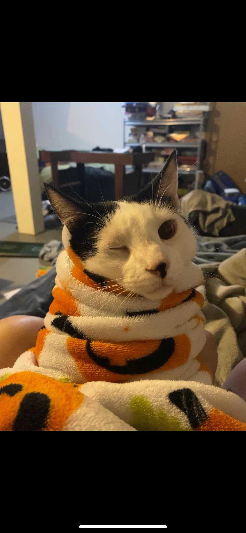 Purrito [oc] | Scrolller