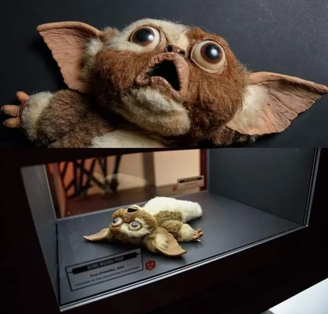 The original Gizmo from "Gremlins" | Scrolller