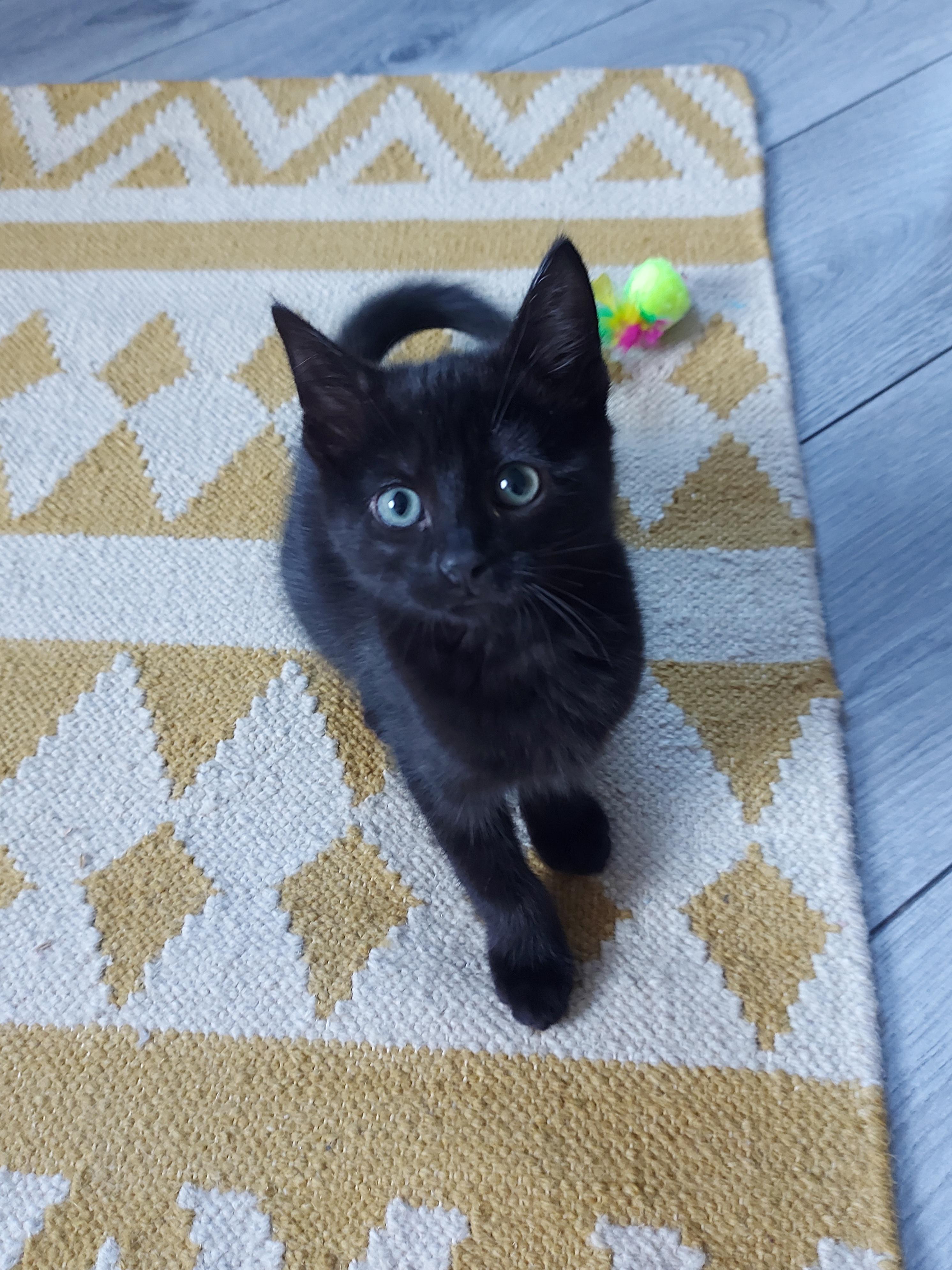 Jackie wanting to play fetch | Scrolller