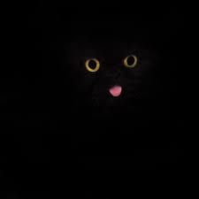 My kitty went blep during the night | Scrolller
