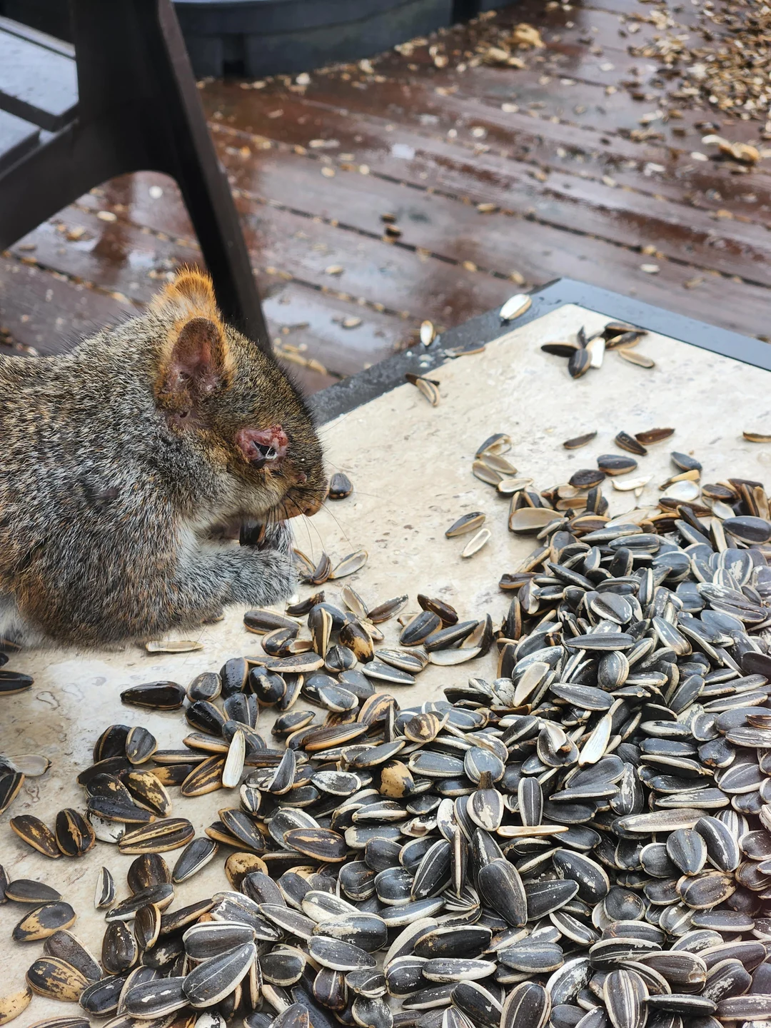 Anything we can do to him this little guy? Eye problem. | Scrolller