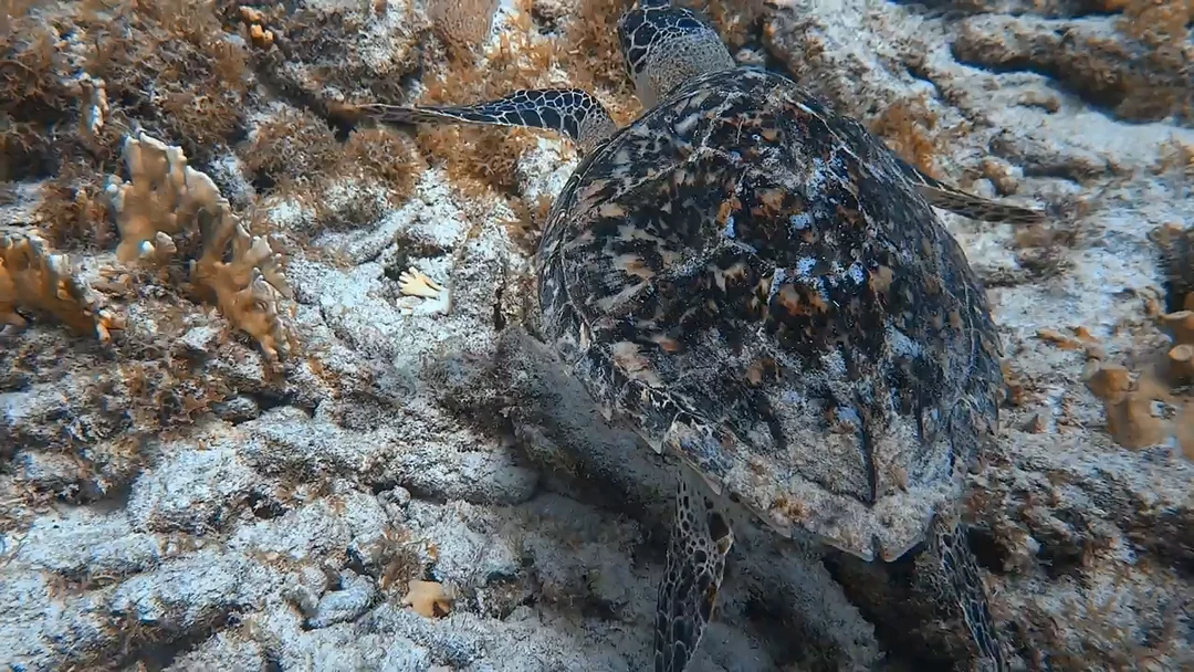 Riding the surge with a Hawksbill Sea Turtle | Scrolller