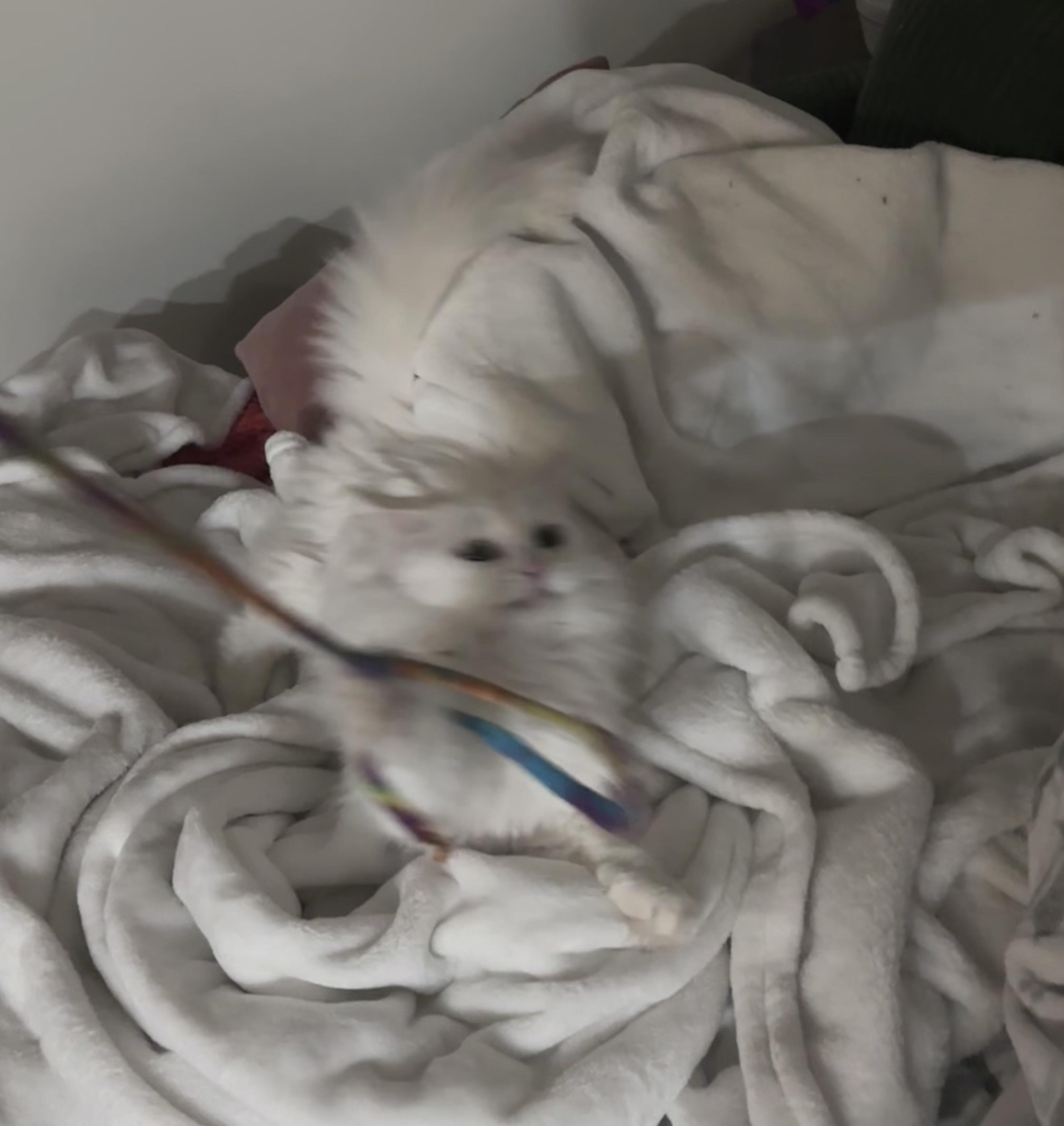 blurry picture of cat | Scrolller