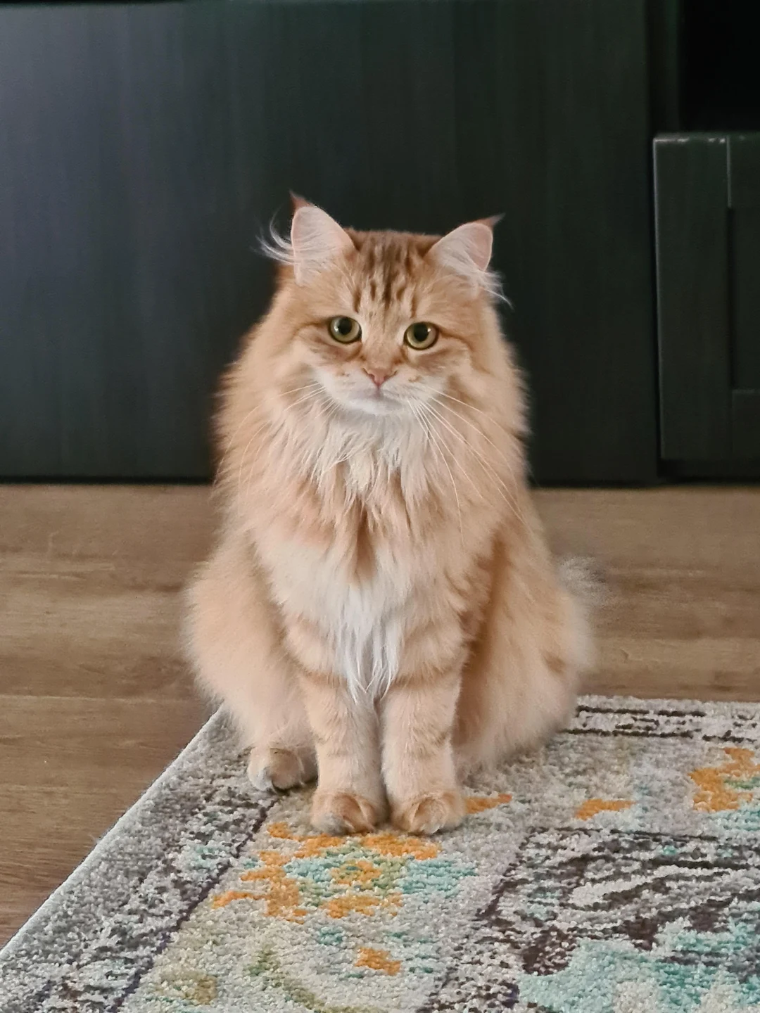 Our Golden lady whose name is Nugget | Scrolller