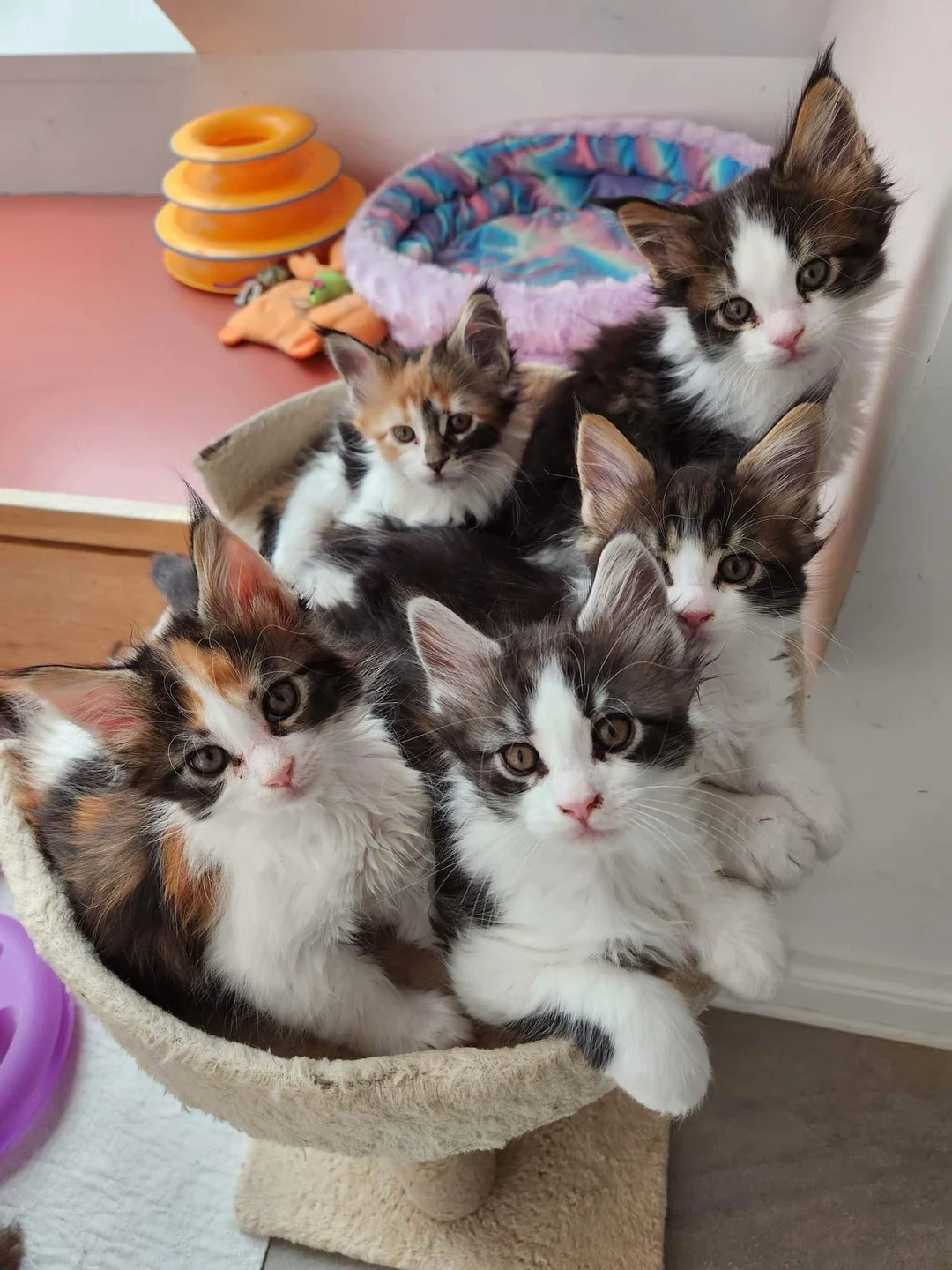 Kittens from GFs work | Scrolller